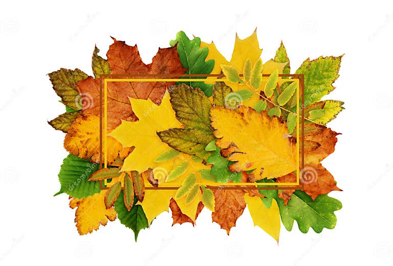 Autumn Leaves for Rectangle Backdrop or Card with a Frame Isolated on ...