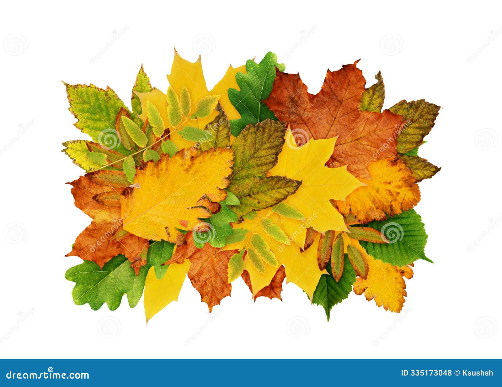 Autumn Leaves for Rectangle Backdrop or Card Isolated on White Stock ...