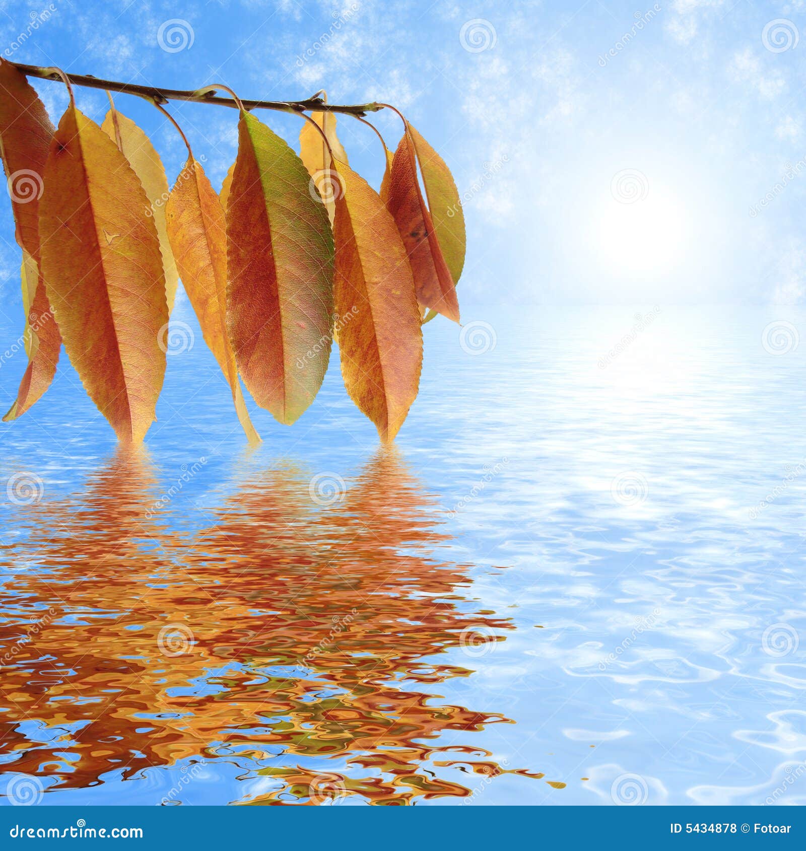 Autumn Leaves, Reflection in Water Stock Illustration - Illustration of ...