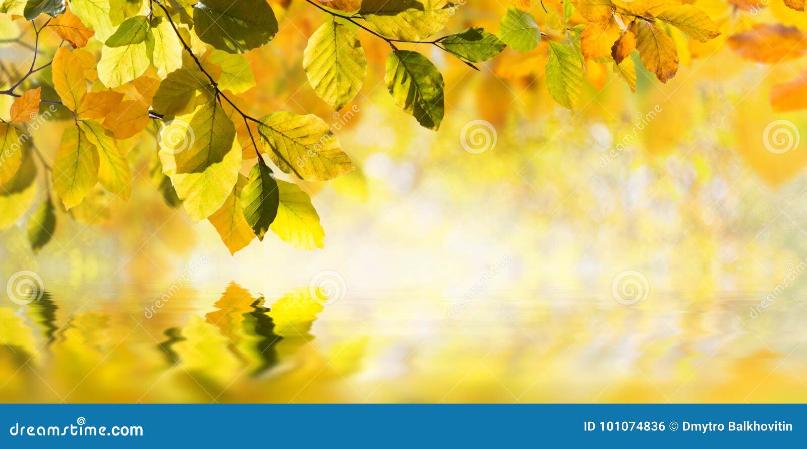 Autumn Leaves Reflection in Water Stock Photo - Image of october ...