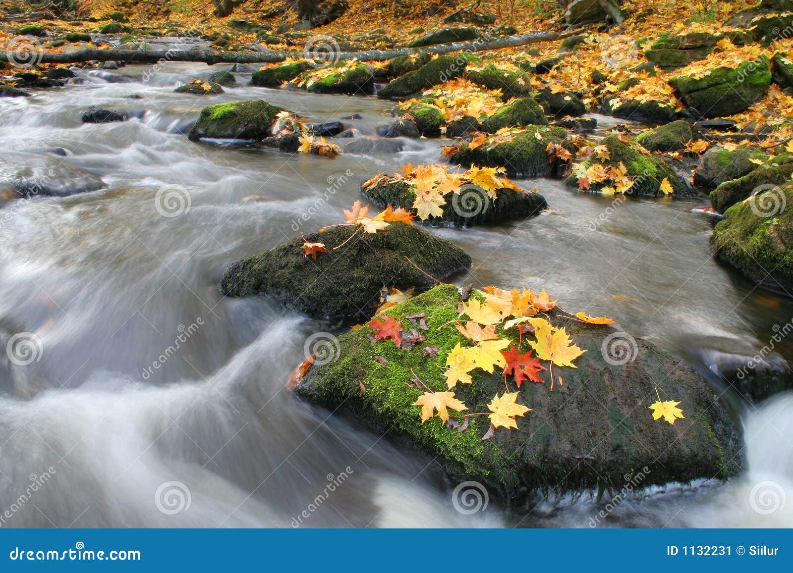 Autumn leaves and river stock image. Image of scenic, covered - 1132231