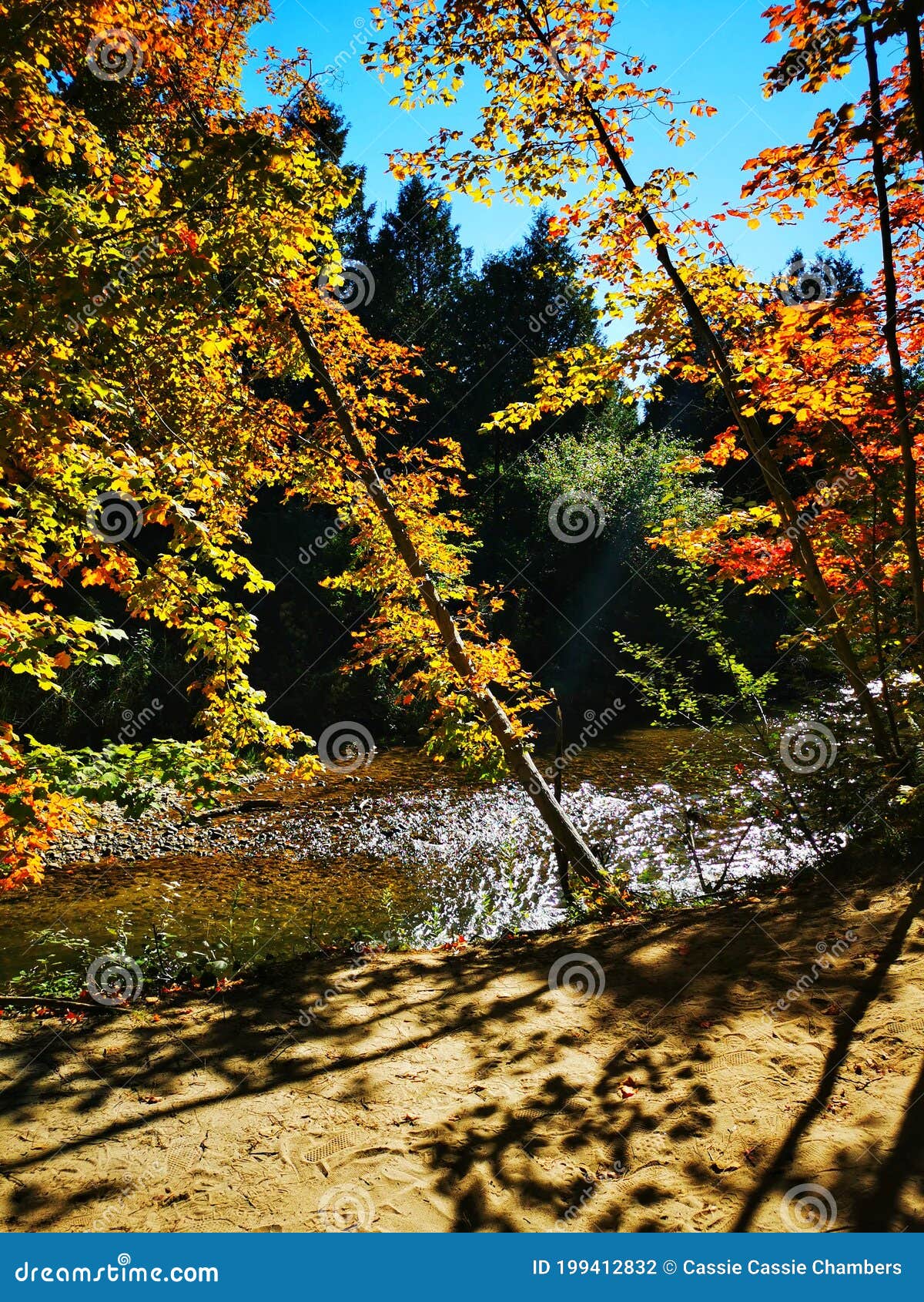 Autumn leaves by the river stock photo. Image of branch - 199412832
