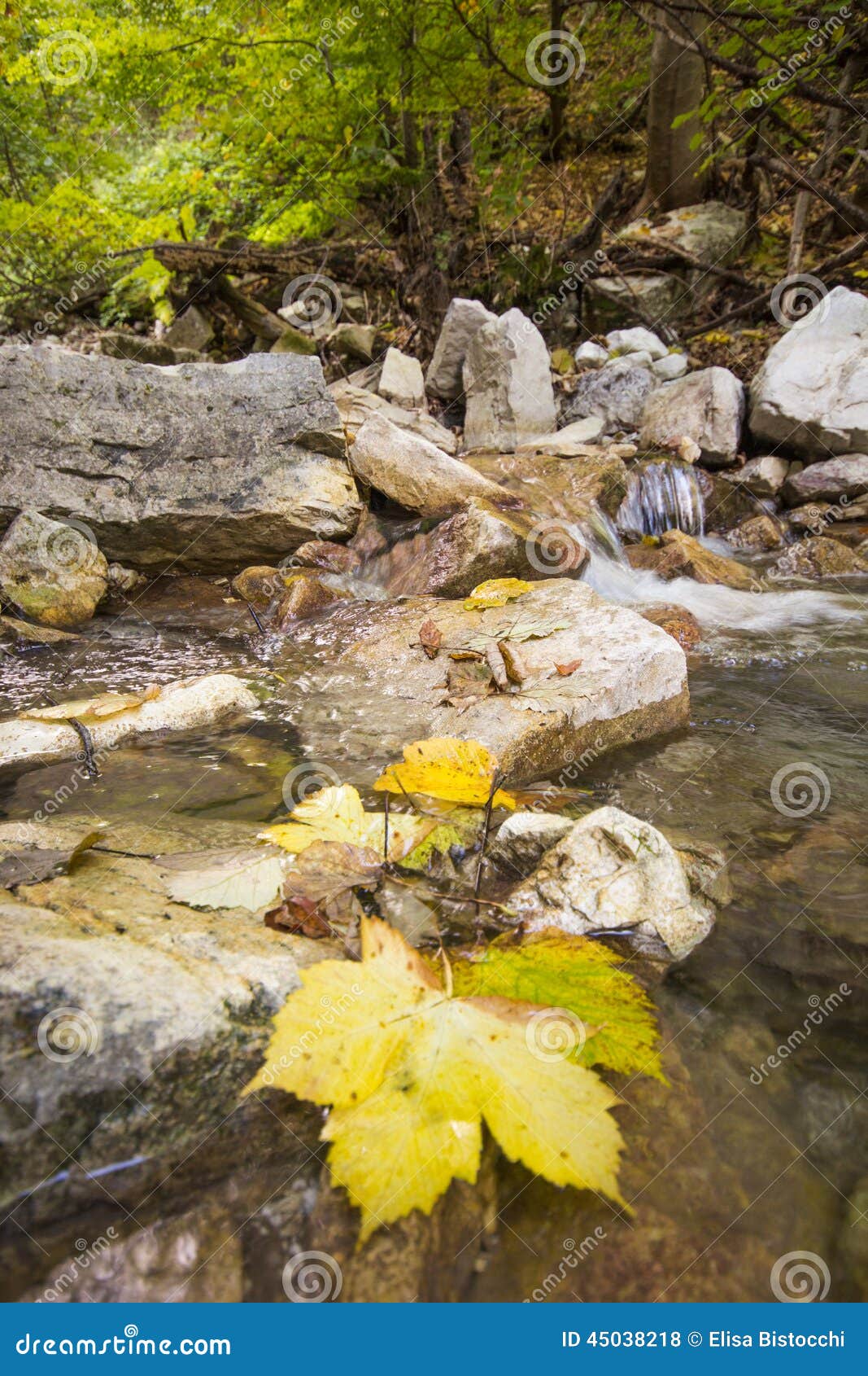 Autumn leaves on the river stock photo. Image of environment - 45038218
