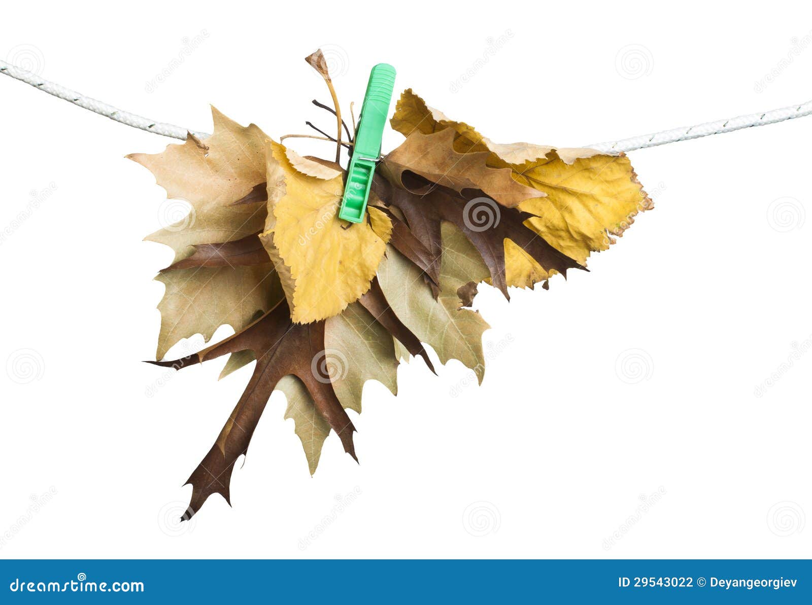Autumn leaves on a rope stock illustration. Illustration of colorful ...