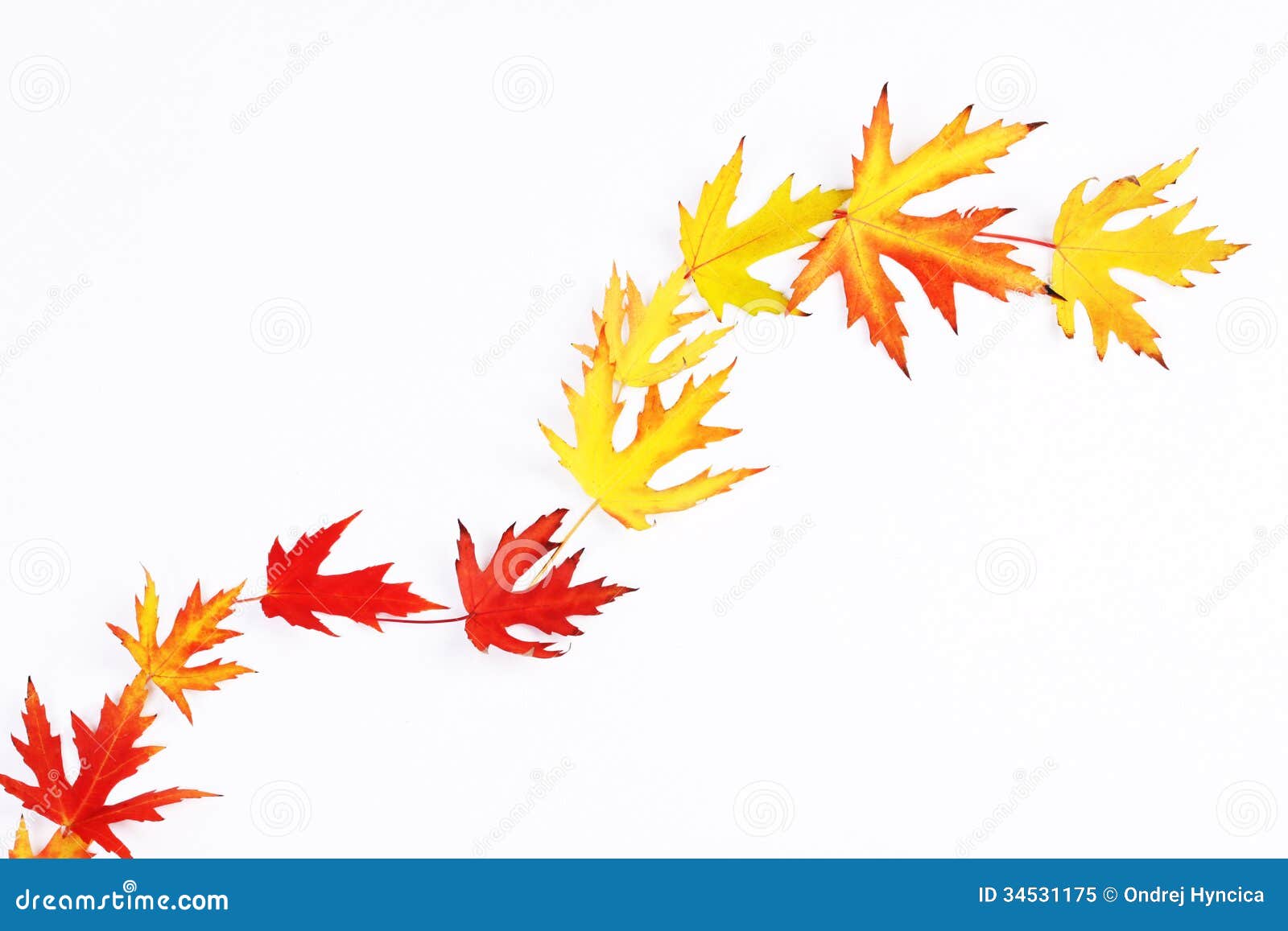 Autumn Leaves in a Row on White Background Stock Image - Image of close ...