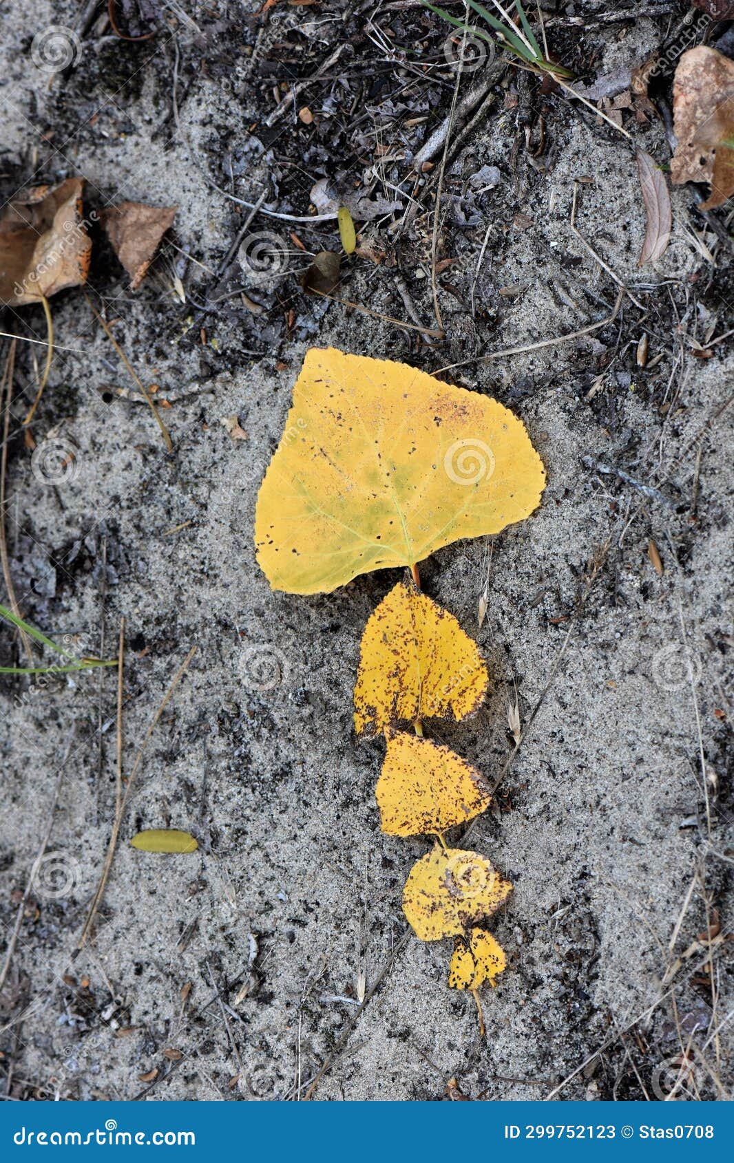 Autumn Leaves on the Sand in Pine Tree Forest Stock Image - Image of ...