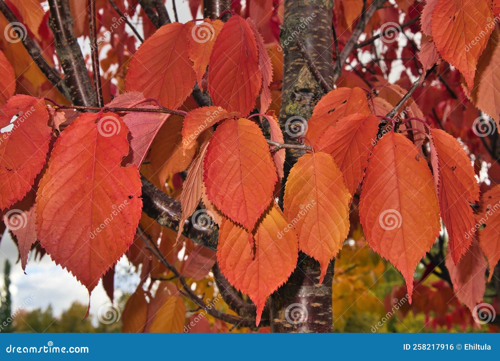 Autumn Leaves on Sargent S Cherry Tree Stock Photo - Image of season ...