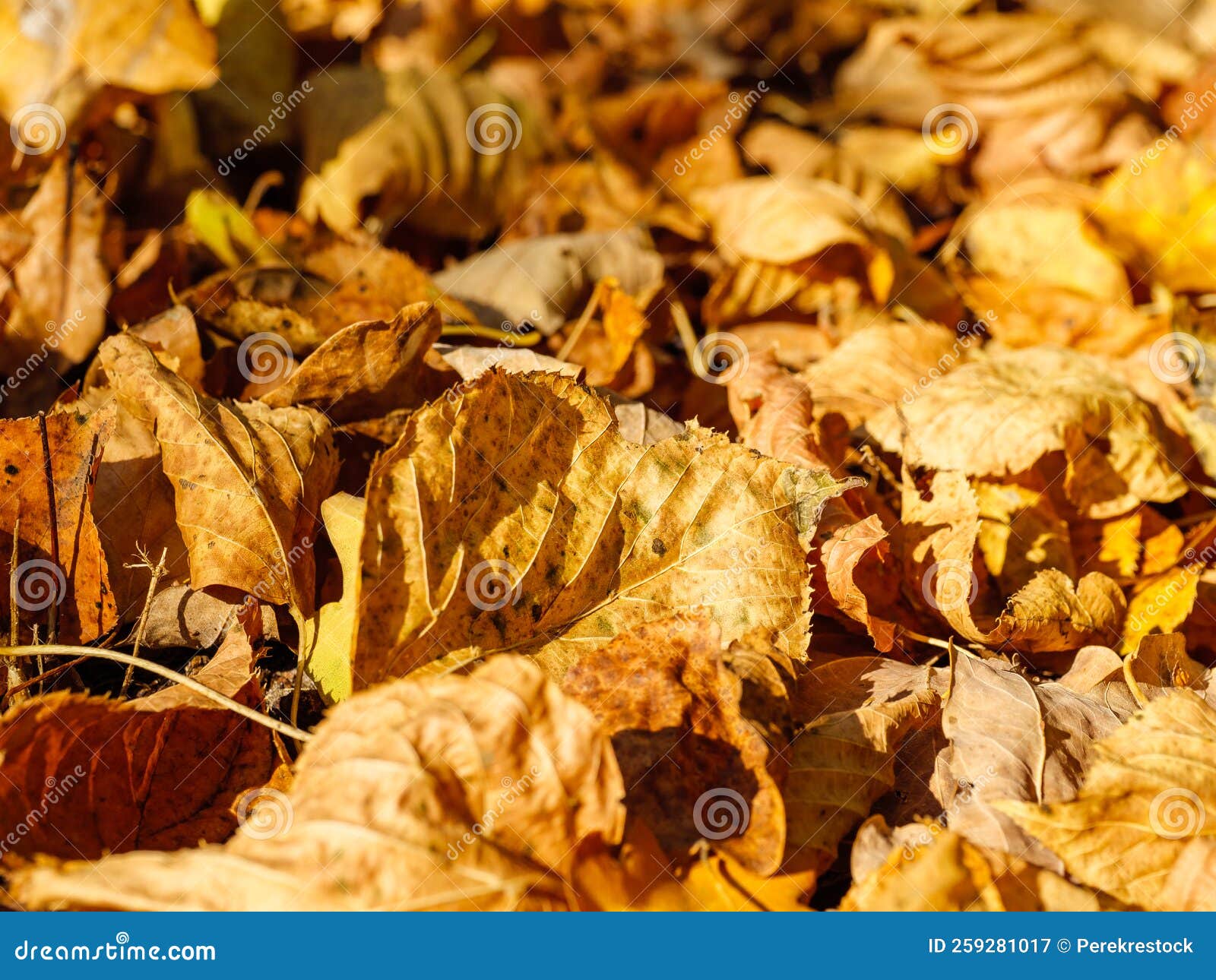 Autumn Leaves are Scattered Everywhere As a Backdrop Stock Image ...
