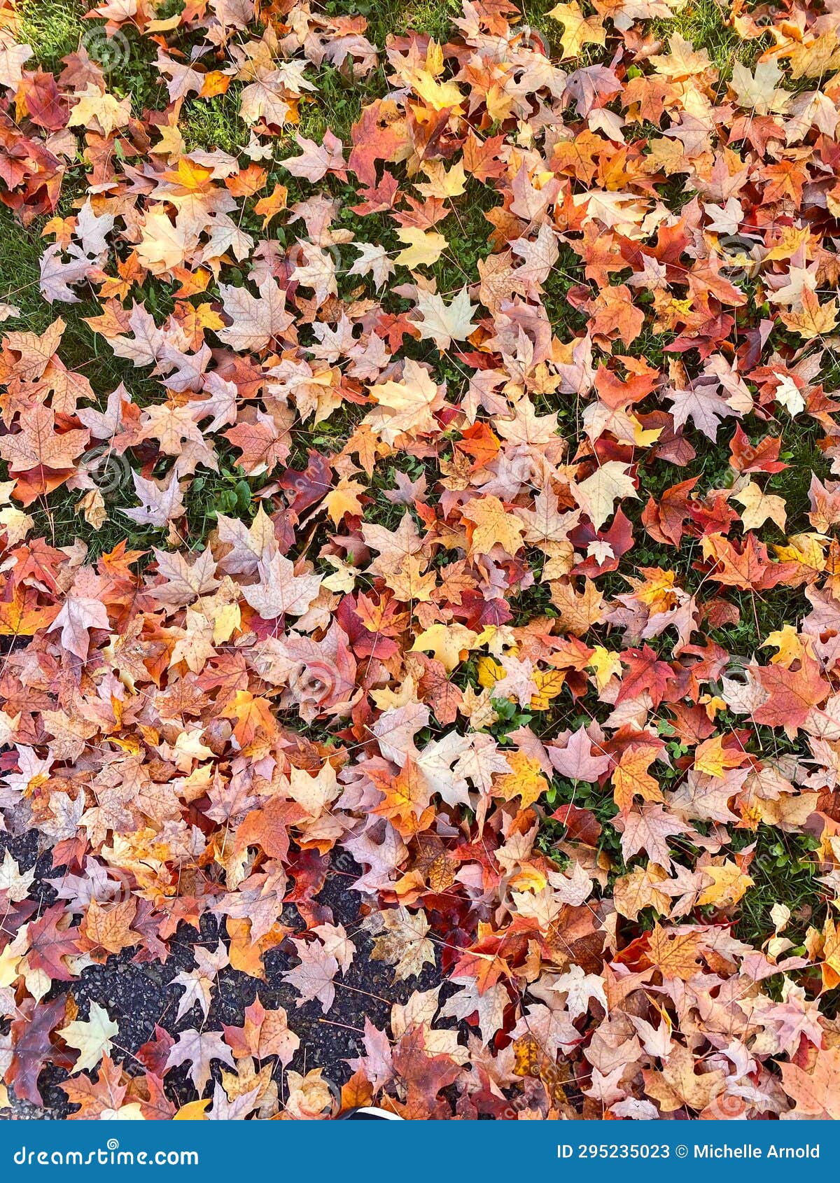 Autumn Leaves Scattered on the Ground Stock Image - Image of midwest ...