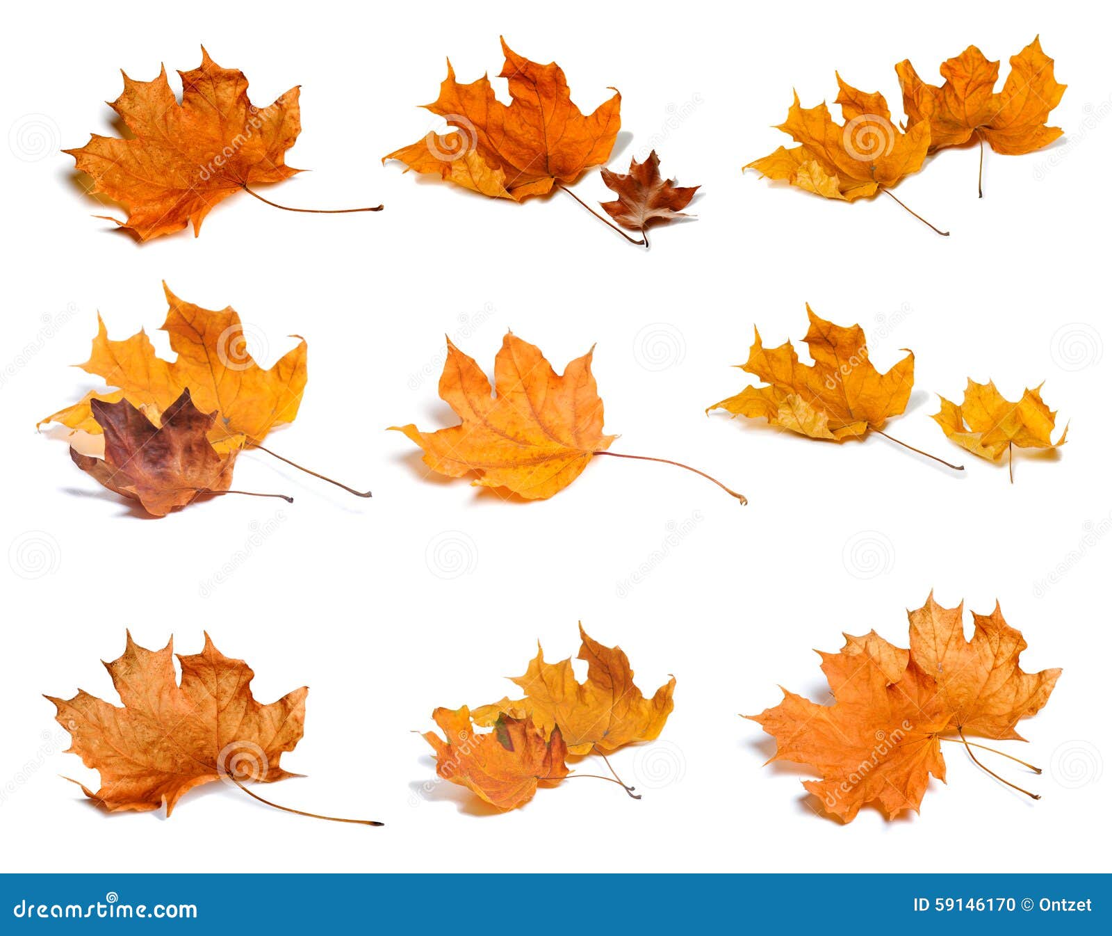 Autumn Leaves Set Isolated on White Background. Stock Photo - Image of ...