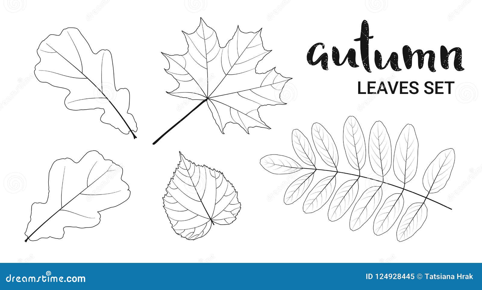 Autumn Linear Leaves Set, Isolated on White Background. Stock Vector ...