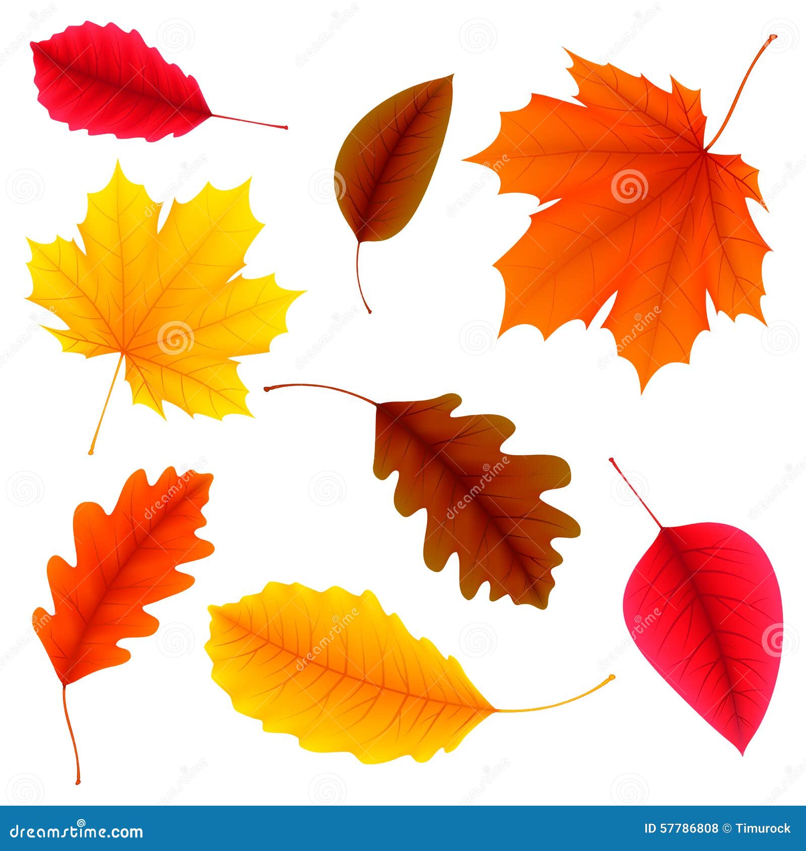 Autumn Leaves Set stock vector. Illustration of color - 57786808