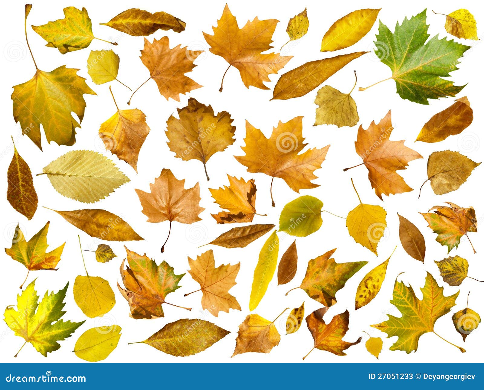 Autumn Leaves Set. White Isolated Stock Image - Image of macro, leaf ...