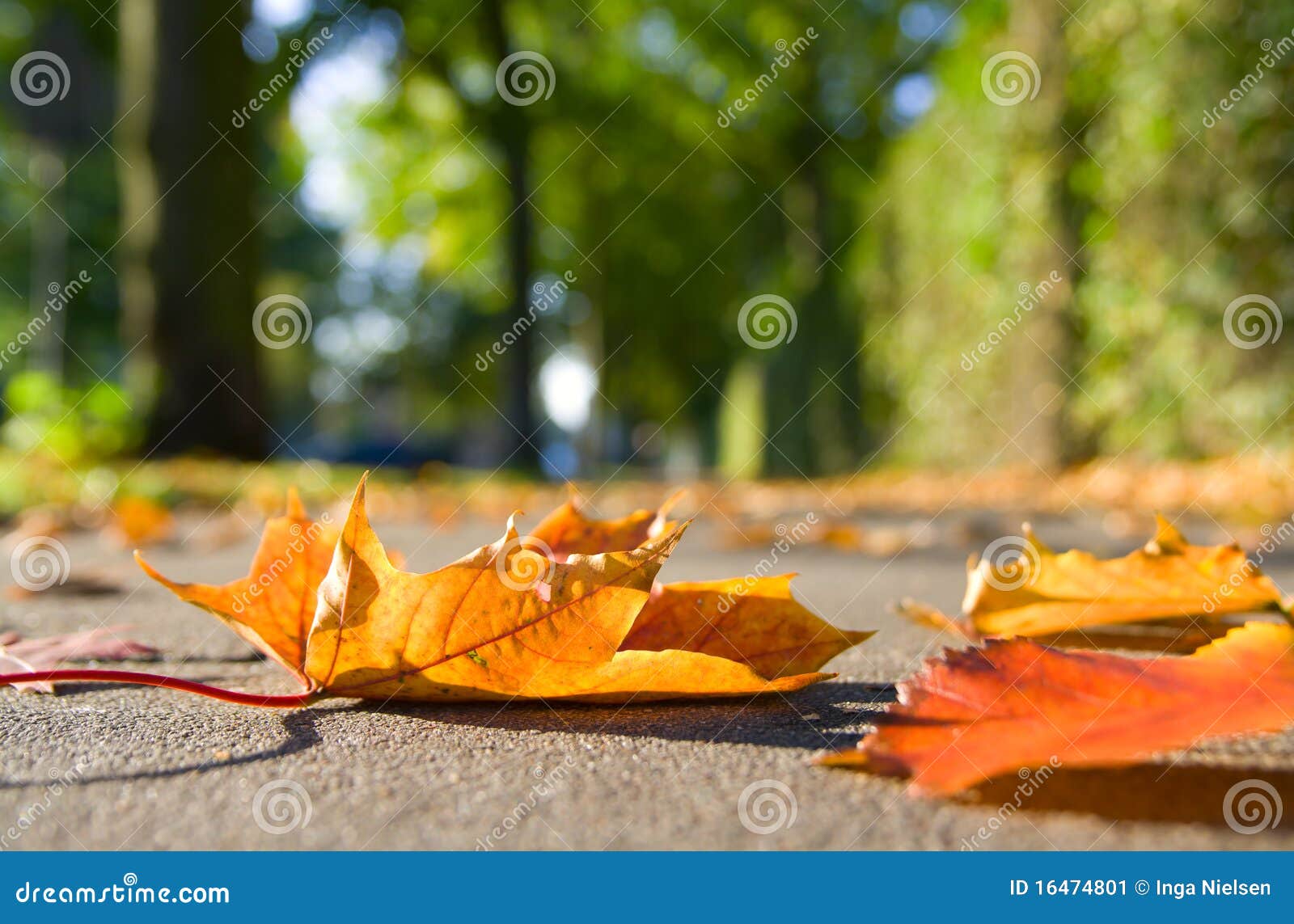 Autumn leaves on sidewalk stock image. Image of color - 16474801