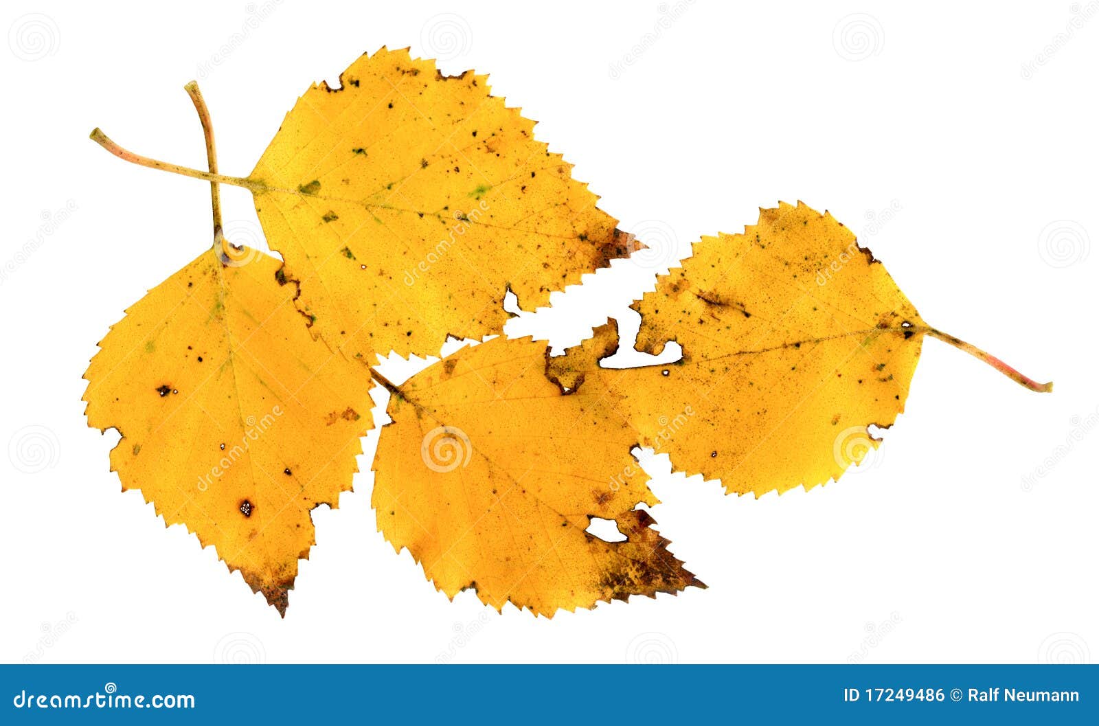 Autumn Leaves of a Silver Birch Stock Photo - Image of pendula, birch ...
