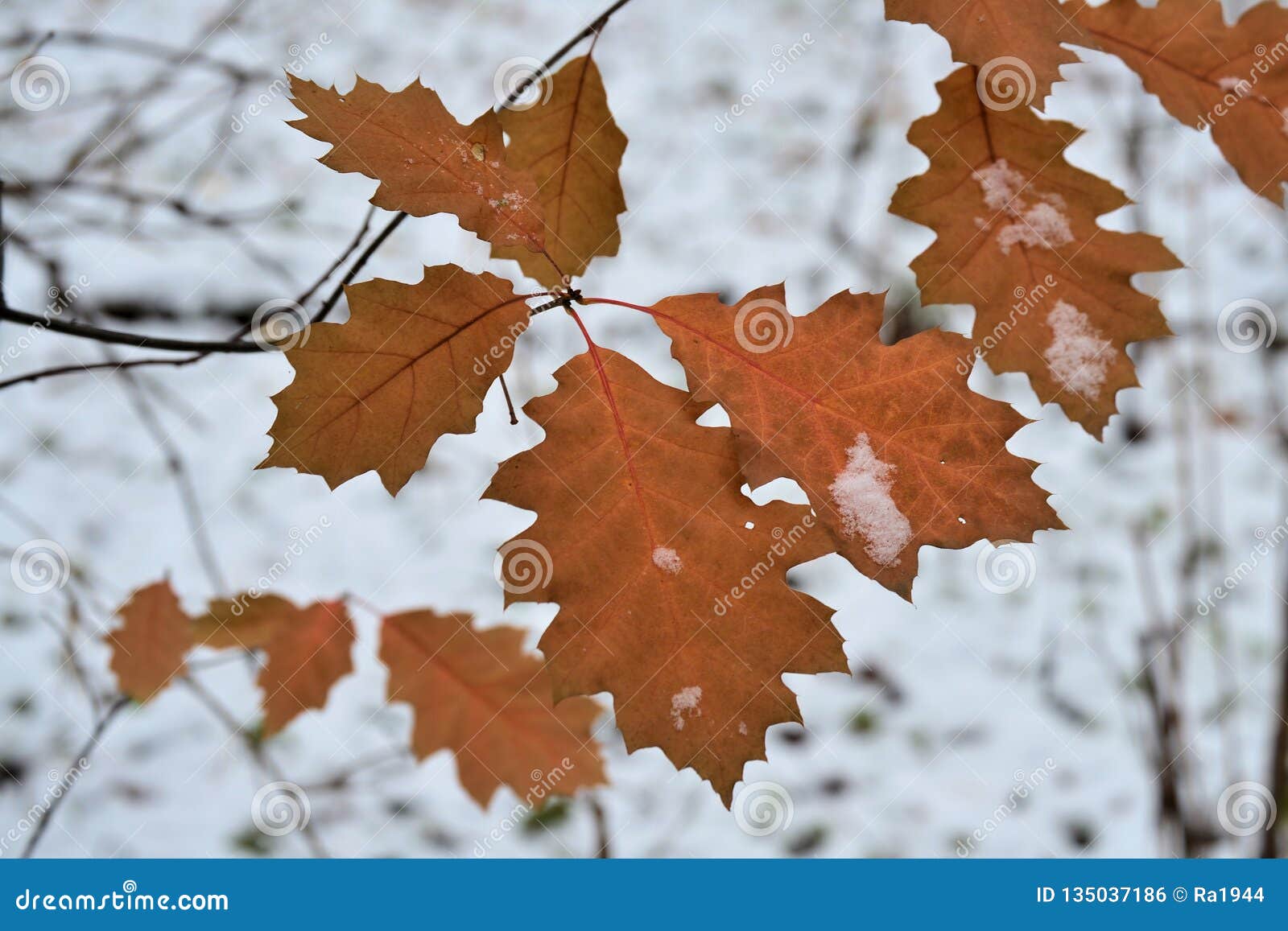 Autumn leaves in the snow stock photo. Image of outdoors - 135037186