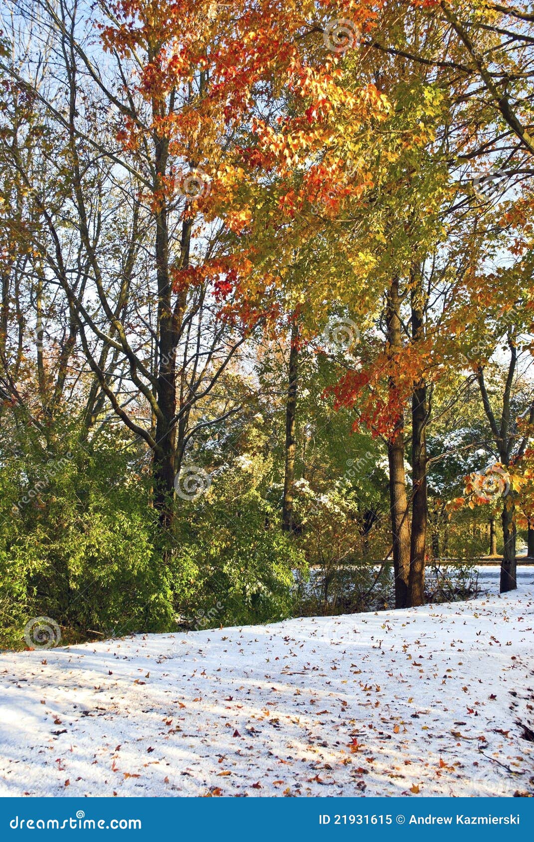 Autumn Leaves on Snow stock image. Image of leaves, snowflakes - 21931615