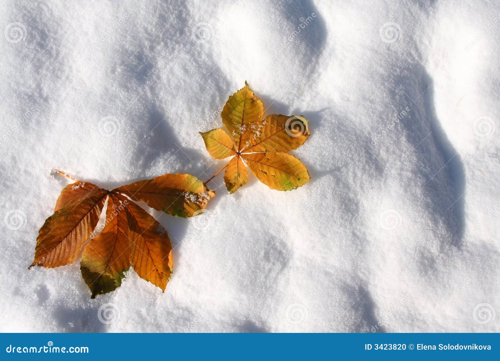 Autumn leaves on the snow. stock photo. Image of shadow - 3423820