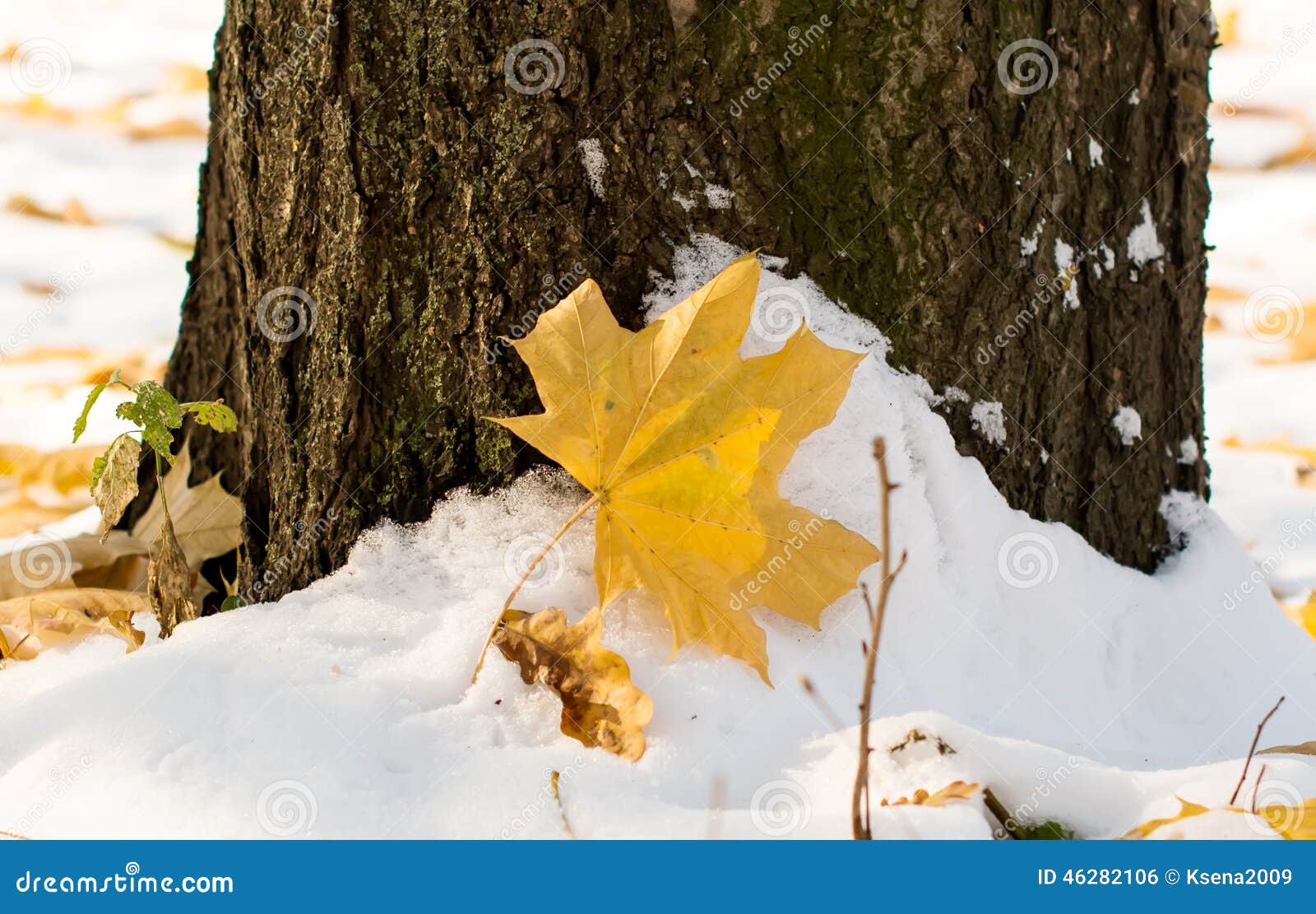 Autumn leaves in snow stock photo. Image of park, nature - 46282106