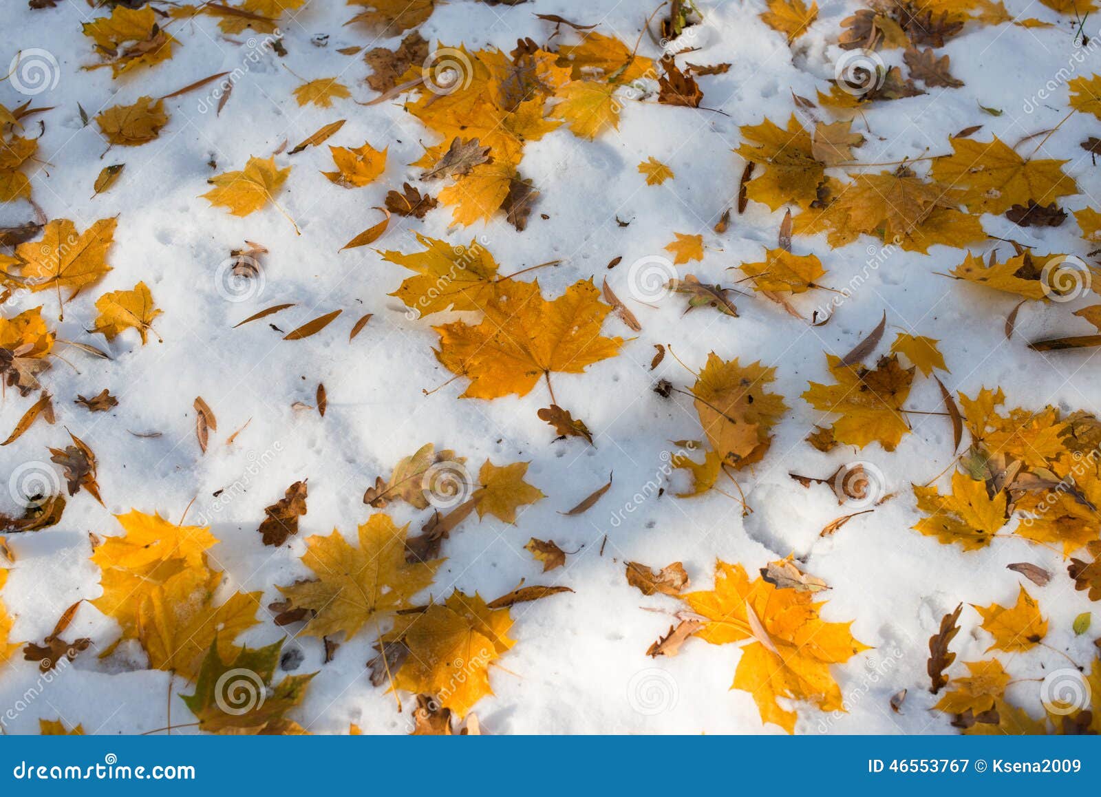 Autumn leaves in snow stock image. Image of covering - 46553767