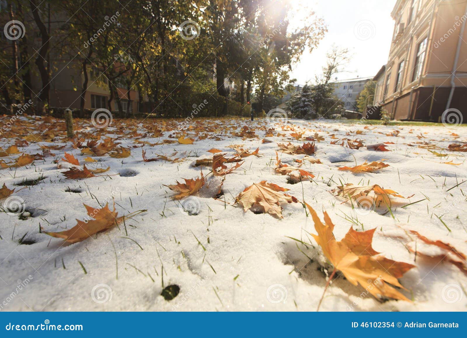 Autumn leaves on snow stock photo. Image of field, autumn - 46102354