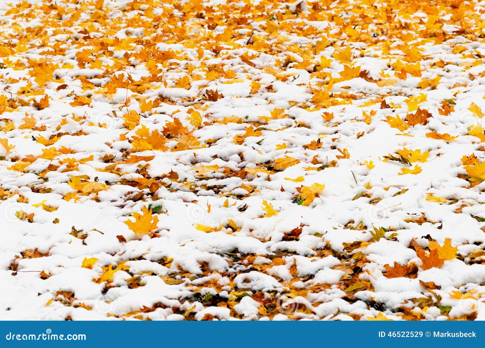 Autumn leaves and snow stock image. Image of environment - 46522529