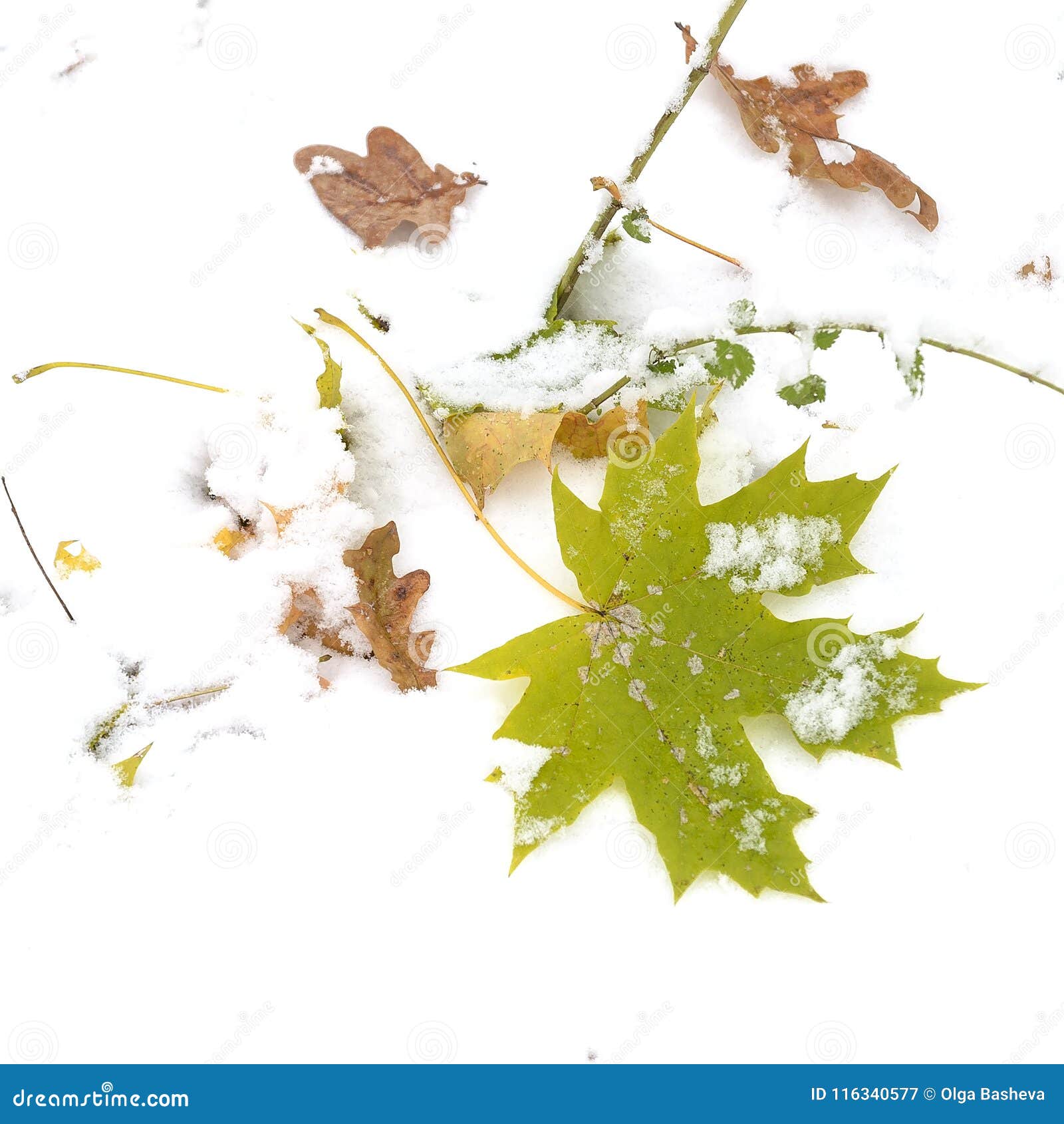 Autumn Leaves in the Snow . Maple Leaf Covered in Snow Stock Image ...