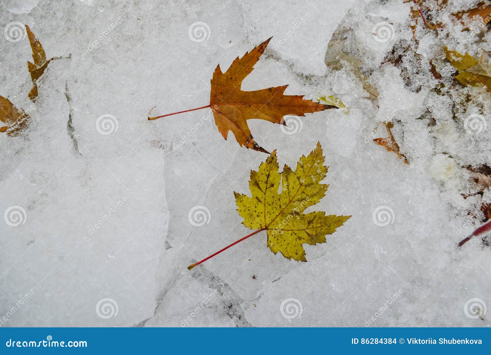 Autumn leaves on the snow stock photo. Image of background - 86284384