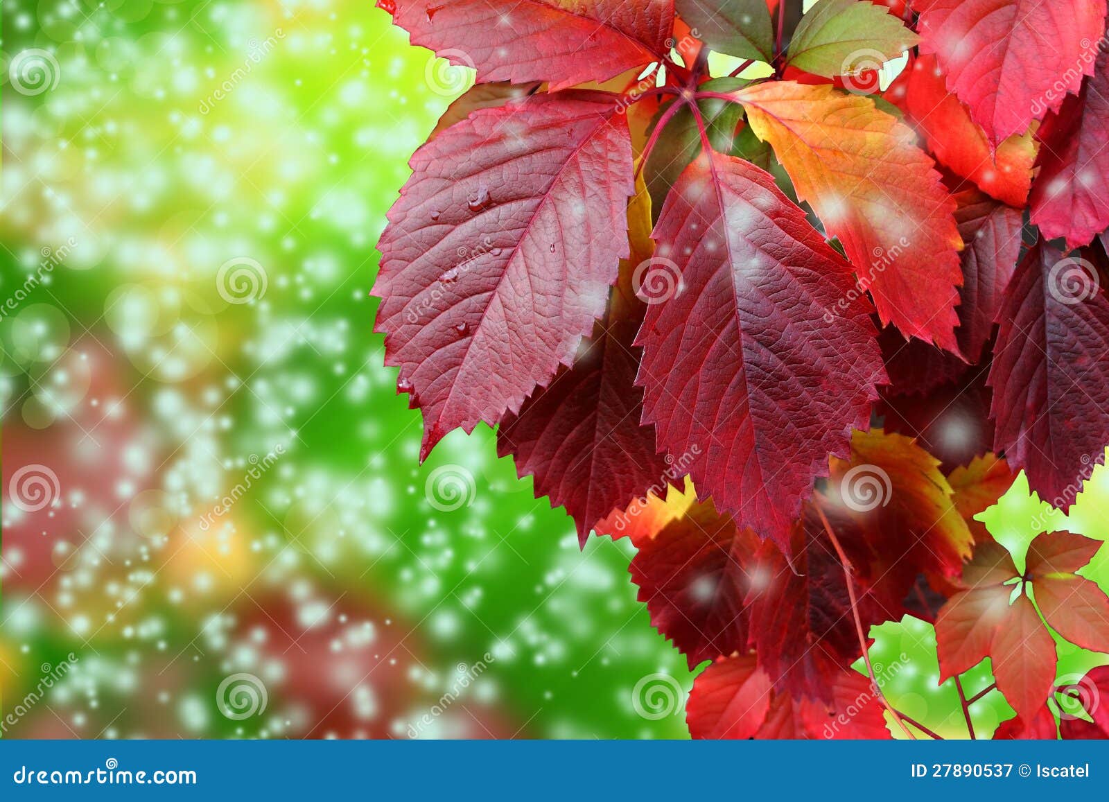 Autumn Leaves and Snowflakes Stock Image - Image of group, outdoors ...