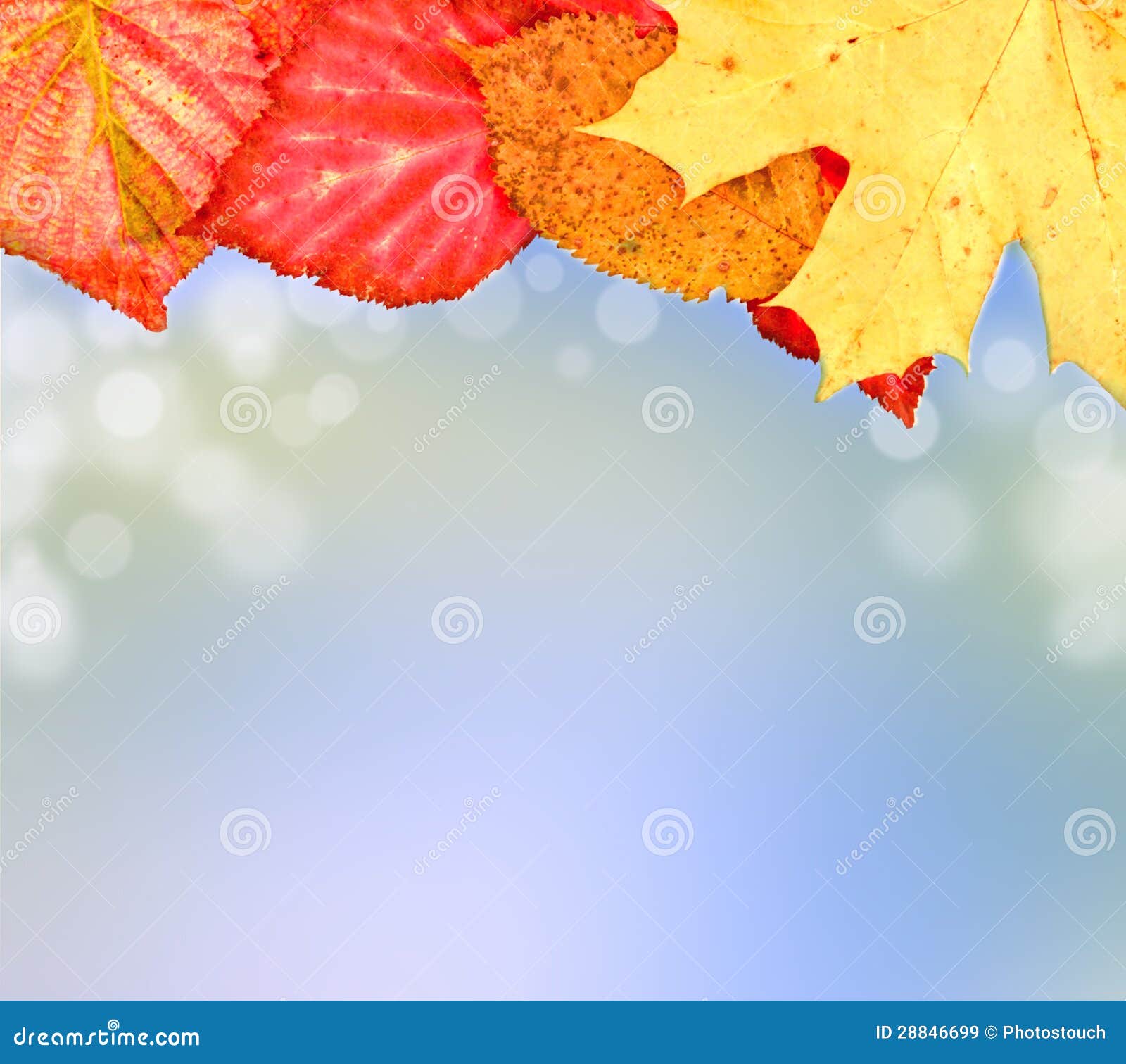 Autumn Leaves on Soft Background Stock Image - Image of clean, branch ...