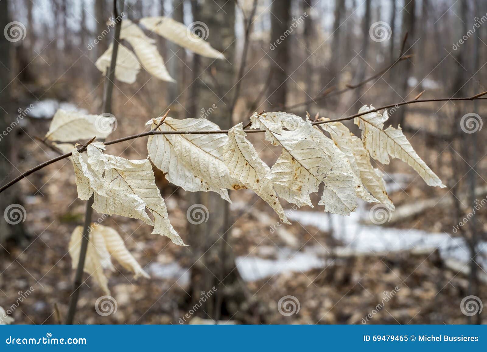 Autumn Leaves at Springtime Stock Image - Image of beautiful, detail ...