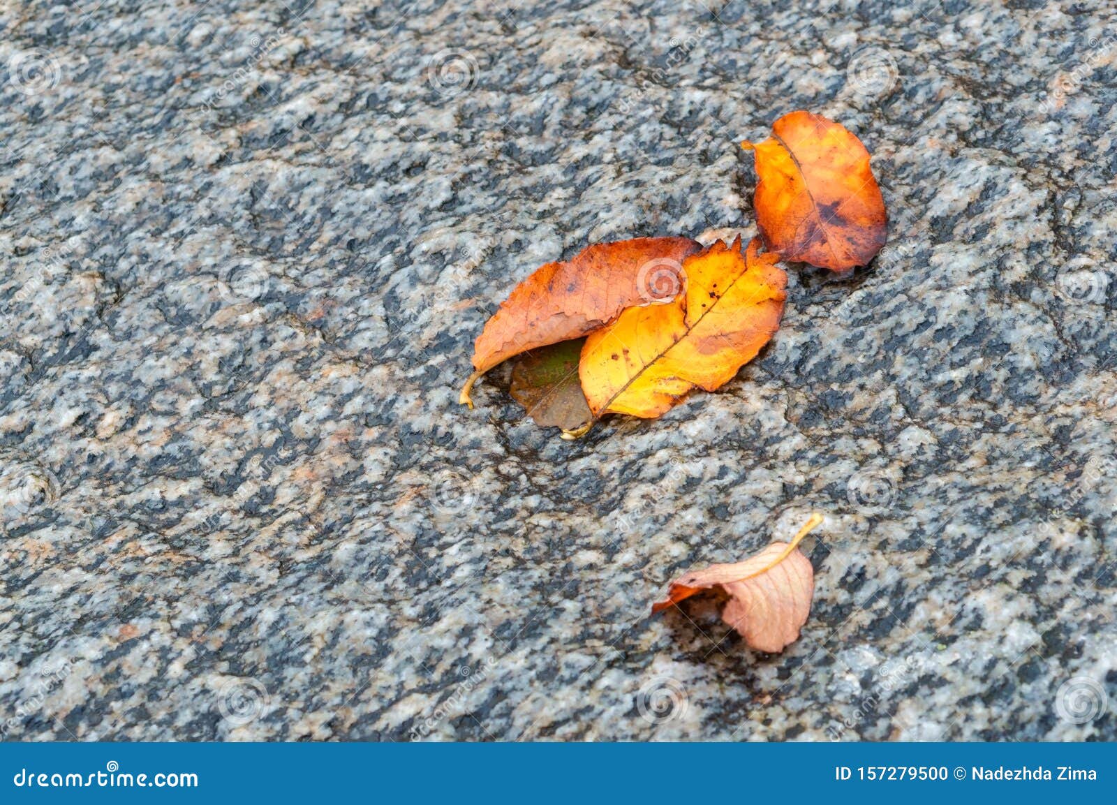 Autumn Leaves on Stone, Natural Stone Background Stock Photo - Image of ...