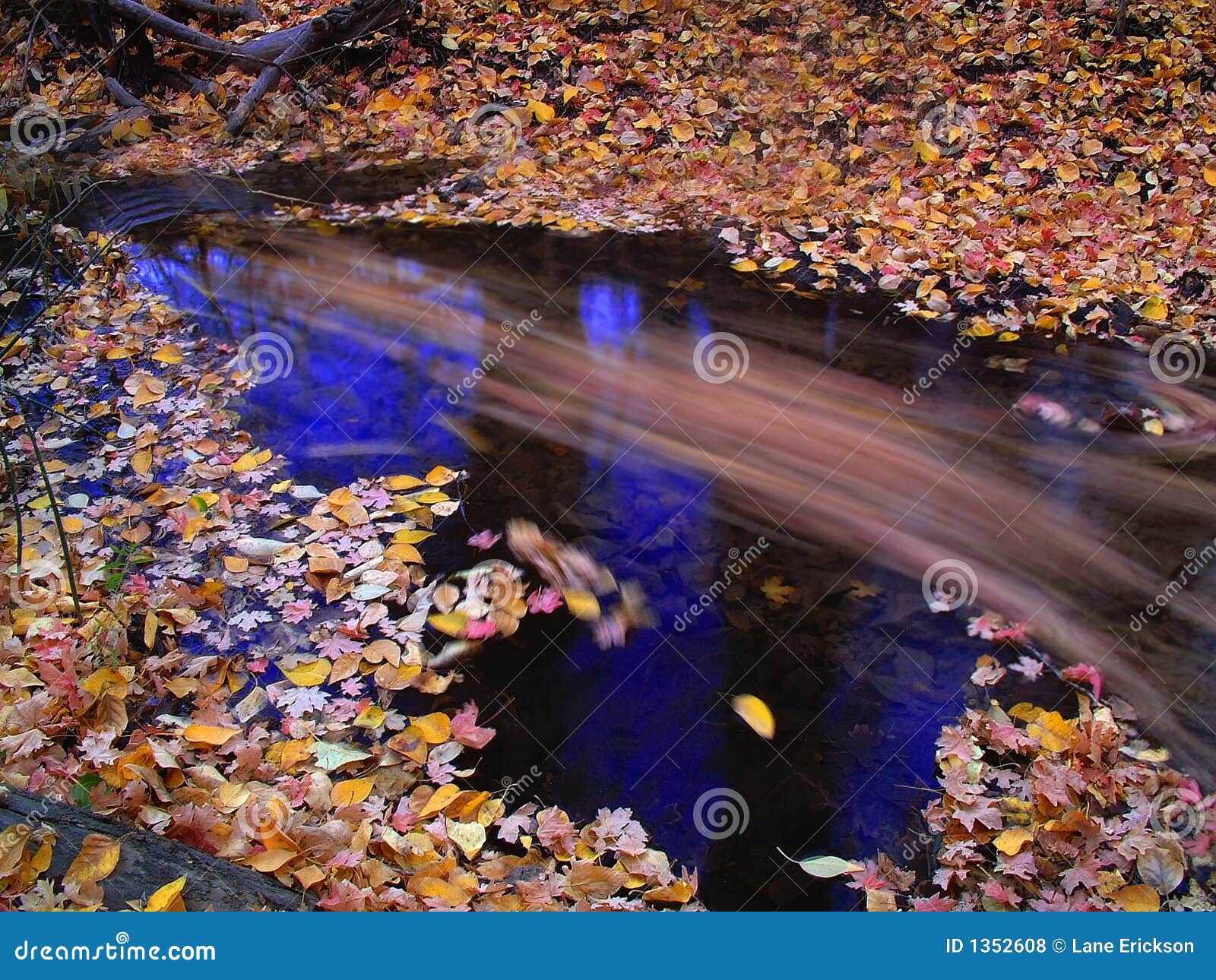 Autumn leaves in stream stock photo. Image of creek, autumn - 1352608