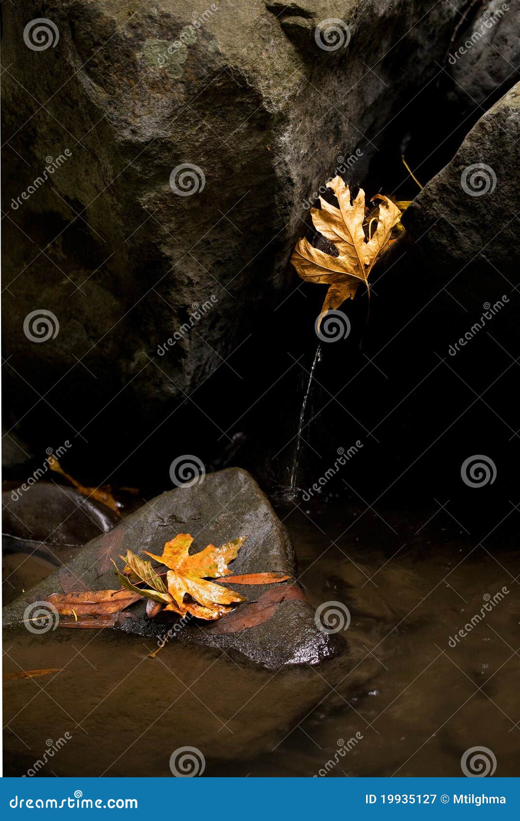 Autumn Leaves in Stream stock image. Image of autumn - 19935127
