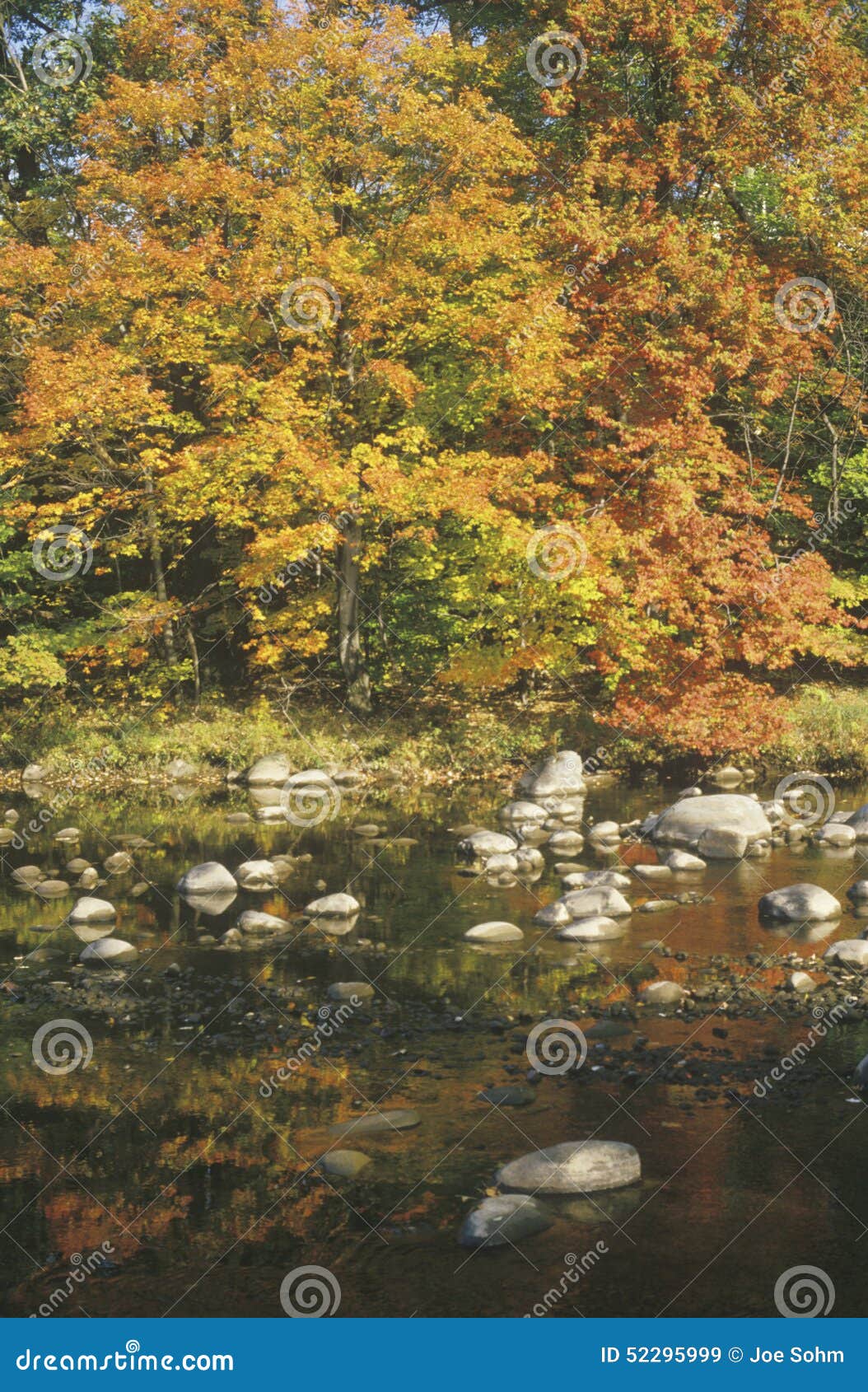Autumn Leaves by a Stream, New England Stock Image - Image of states ...