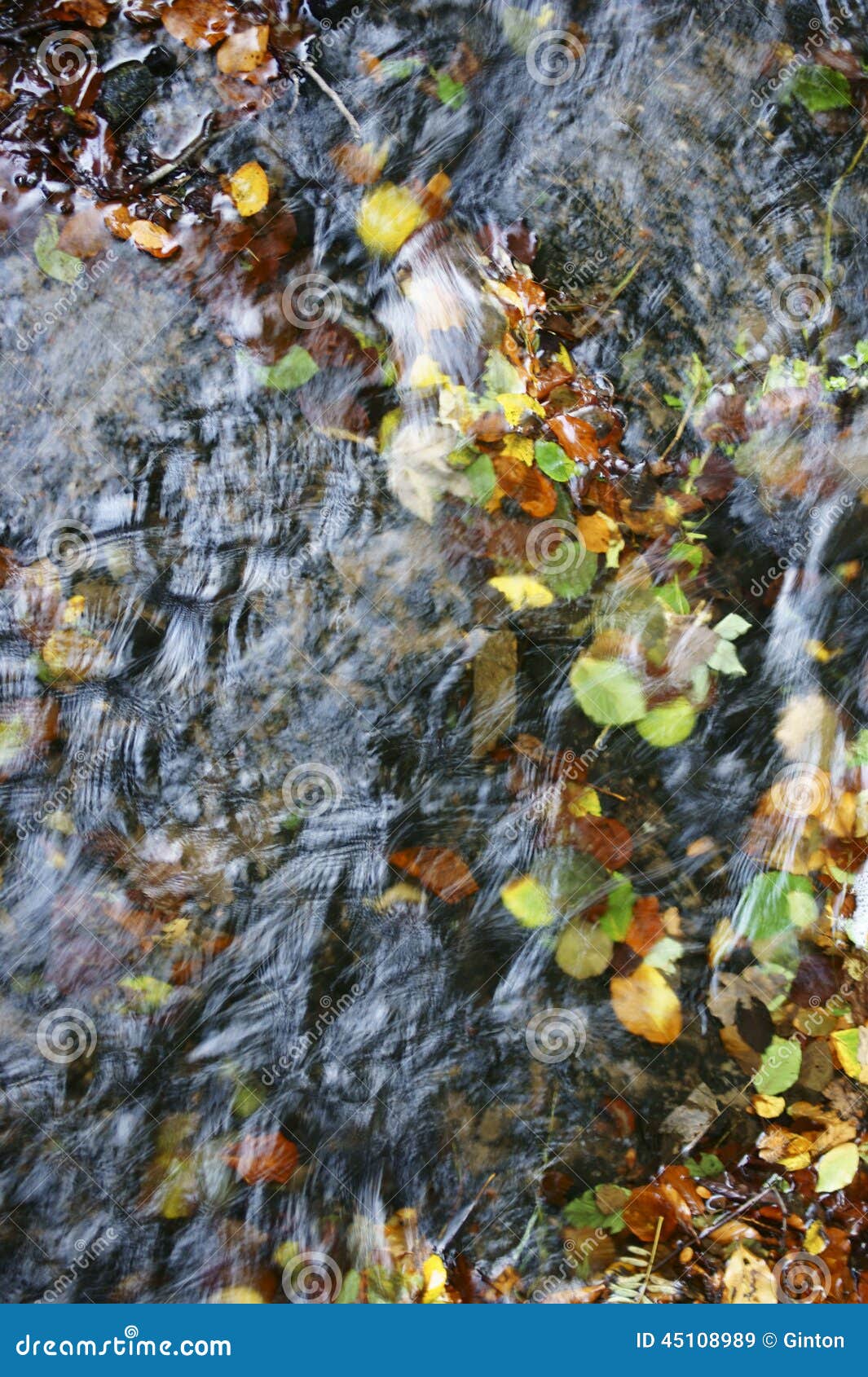 Autumn leaves in stream stock image. Image of stream - 45108989