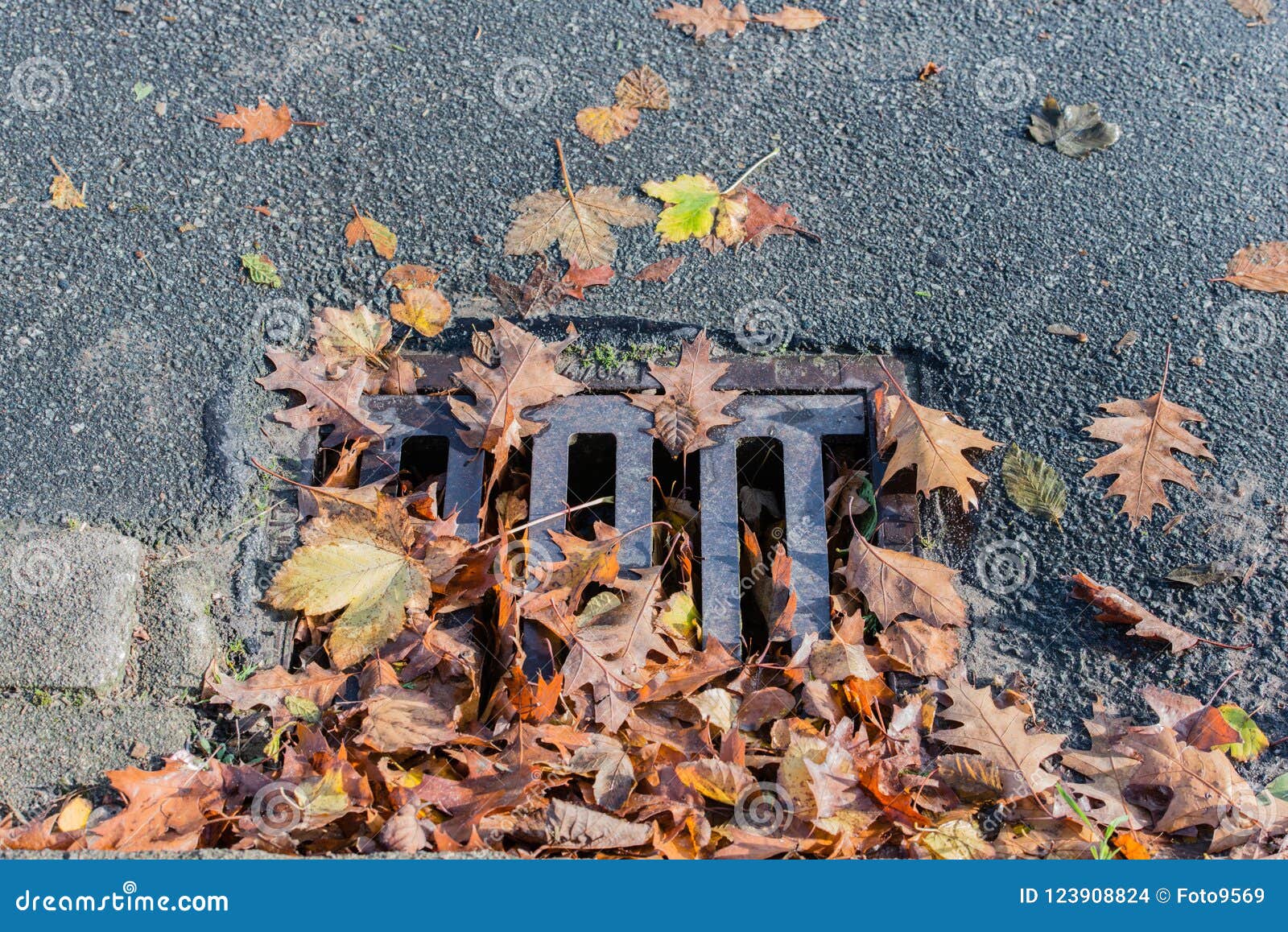 Autumn Leaves on the Street Stock Photo - Image of traffic, colors ...