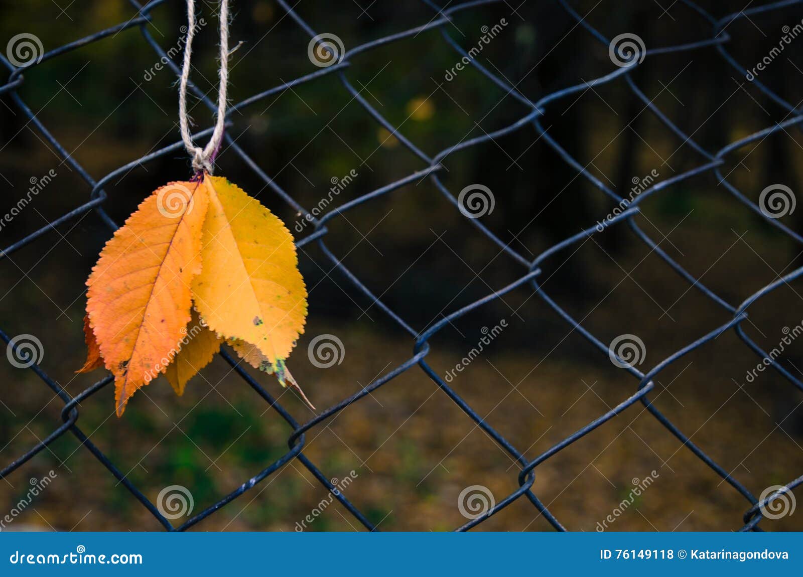 Autumn leaves in string stock photo. Image of outdoor - 76149118