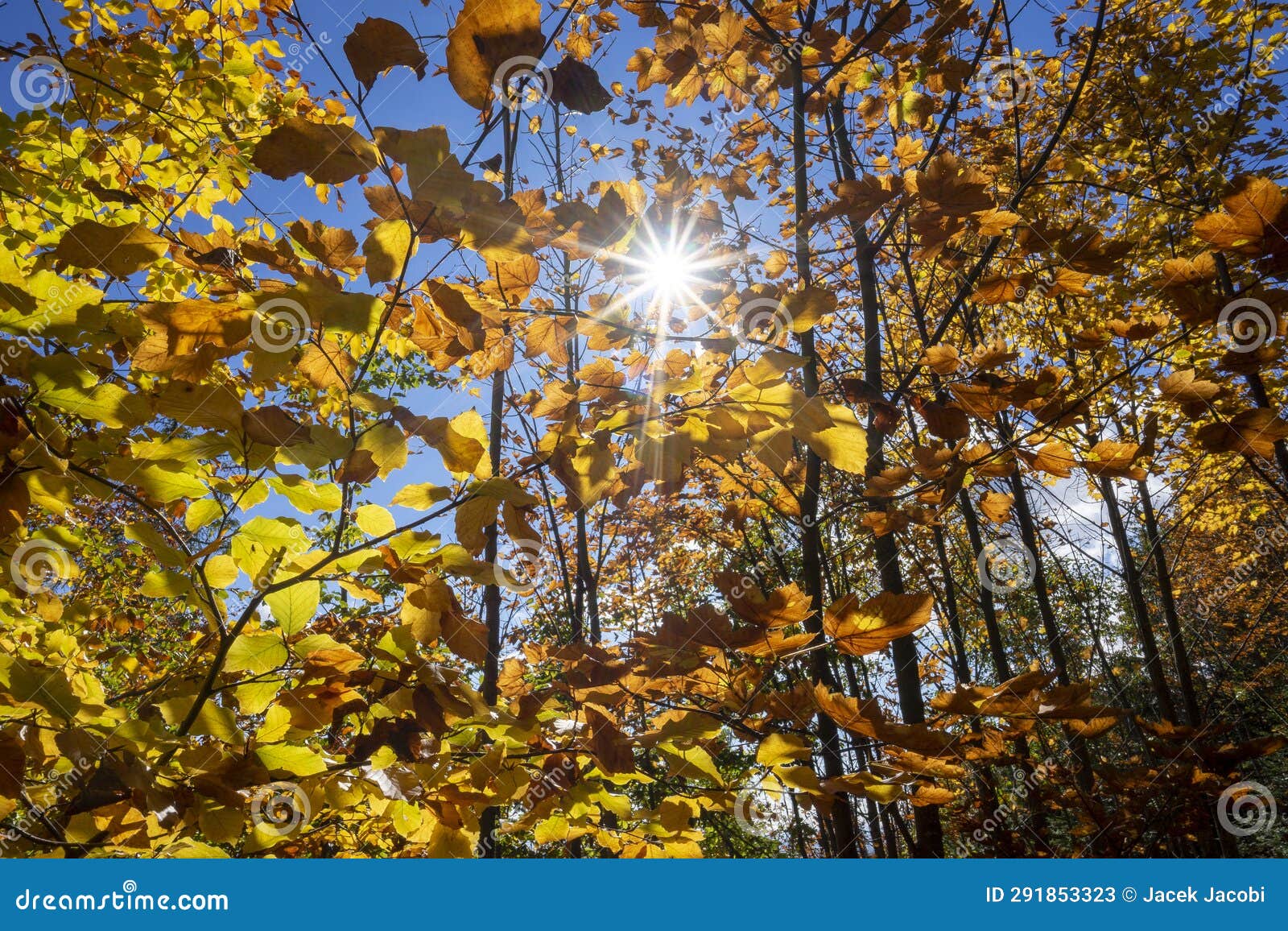 Autumn leaves in the sun stock image. Image of leaf - 291853323
