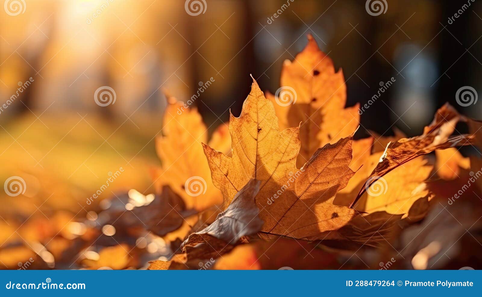 Autumn Leaves on the Sun and Blurred Trees for Fall Background ...
