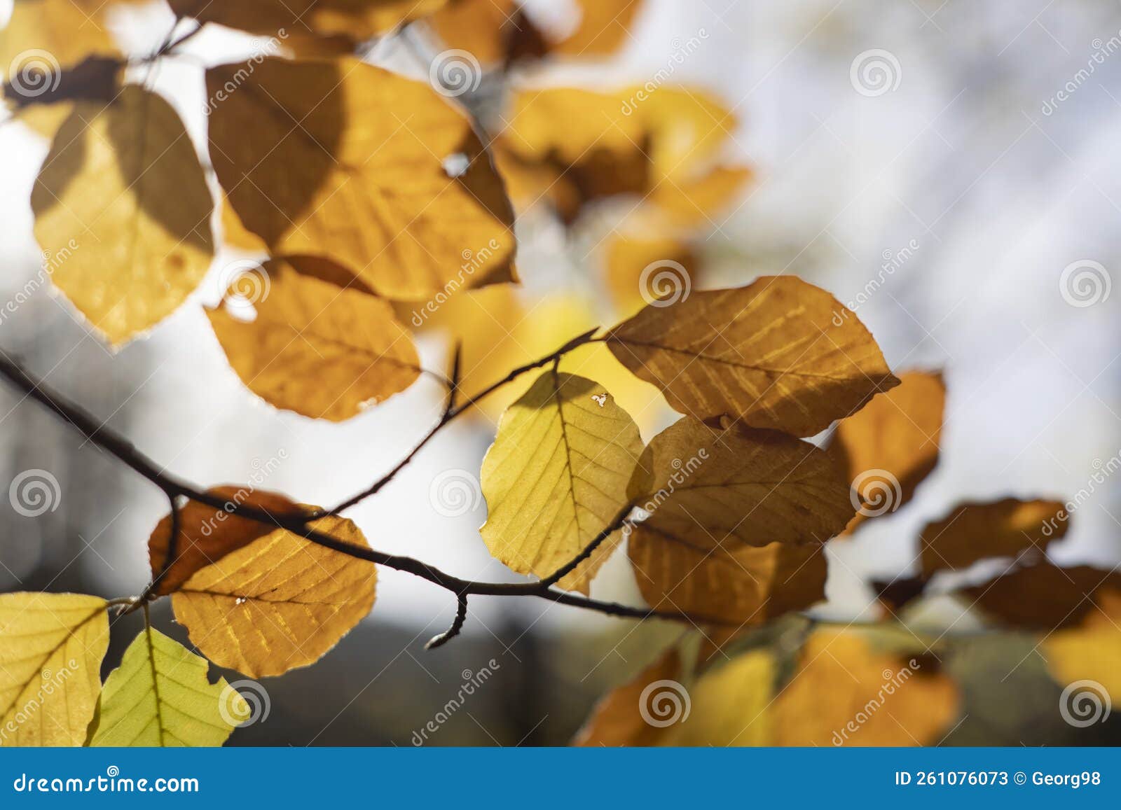 Autumn Leaves in the Sun Close Up Stock Image - Image of leaves, tree ...