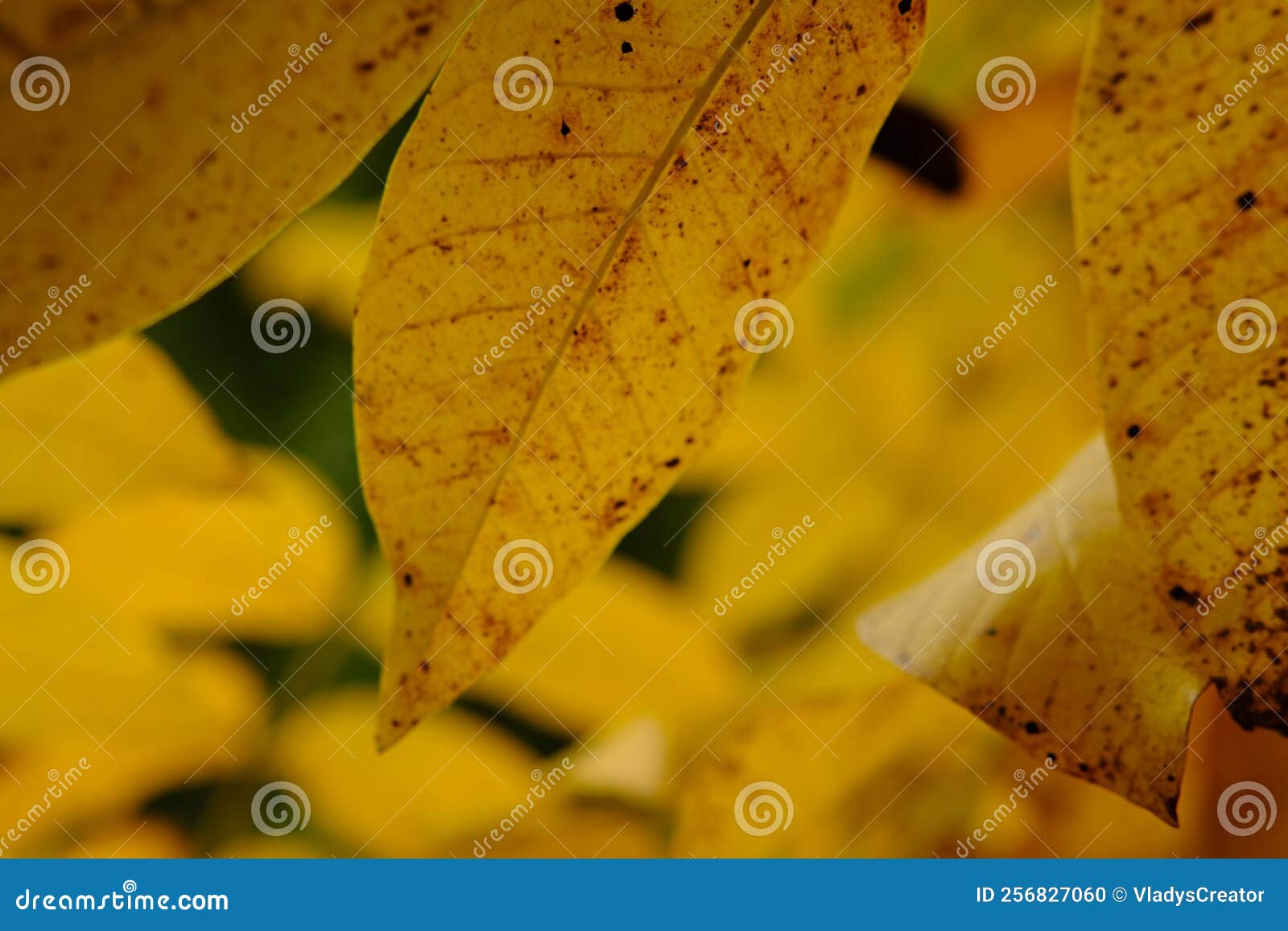 Autumn Leaves on the Sun. Fall Blurred Background Stock Photo - Image ...