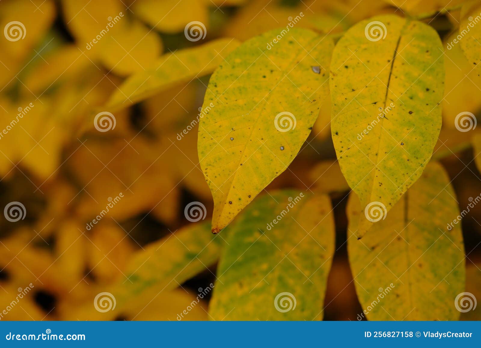 Autumn Leaves on the Sun. Fall Blurred Background Stock Photo - Image ...