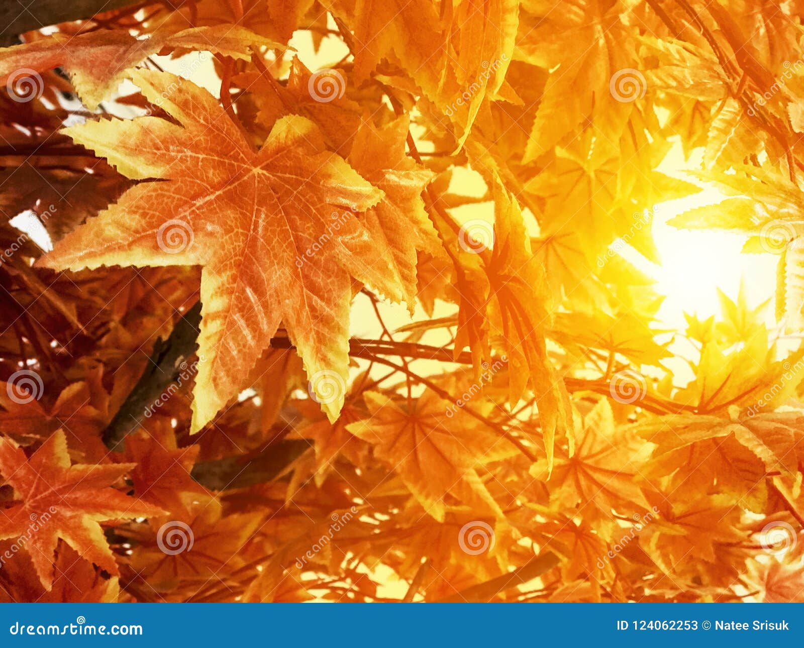 Autumn Leaves with Sunlight Background Maple Leaf in the Garden Stock ...