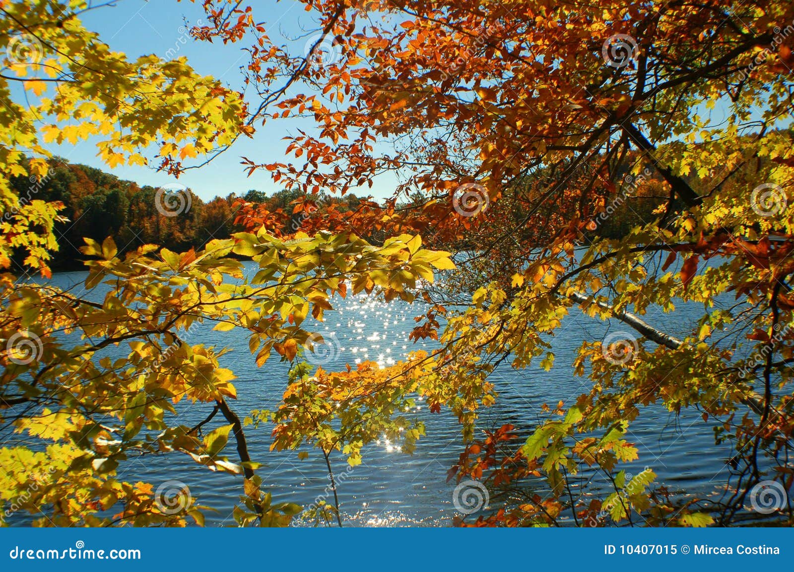 Autumn Leaves On A Sunny Day Stock Image - Image of beauty, calming ...
