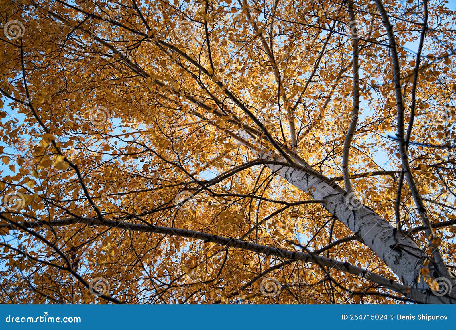 Autumn Leaves at Sunset in the Forest. Stock Photo - Image of forest ...