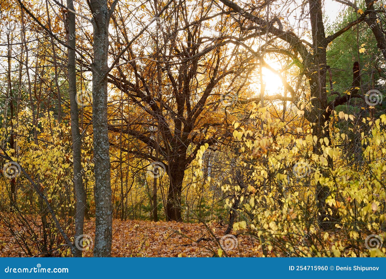 Autumn Leaves at Sunset in the Forest. Stock Photo - Image of path ...