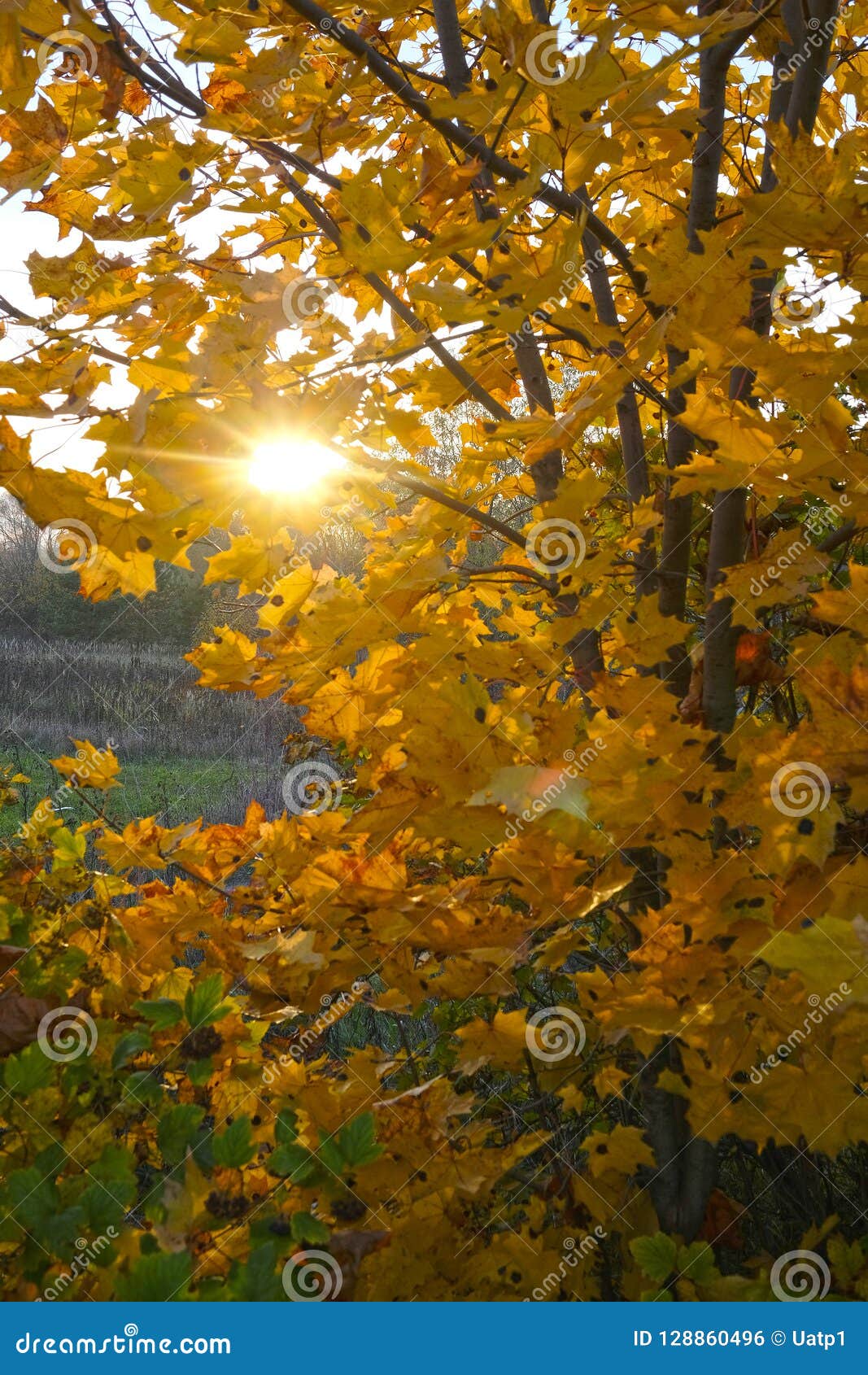 Autumn leaves at sunset stock photo. Image of cover - 128860496