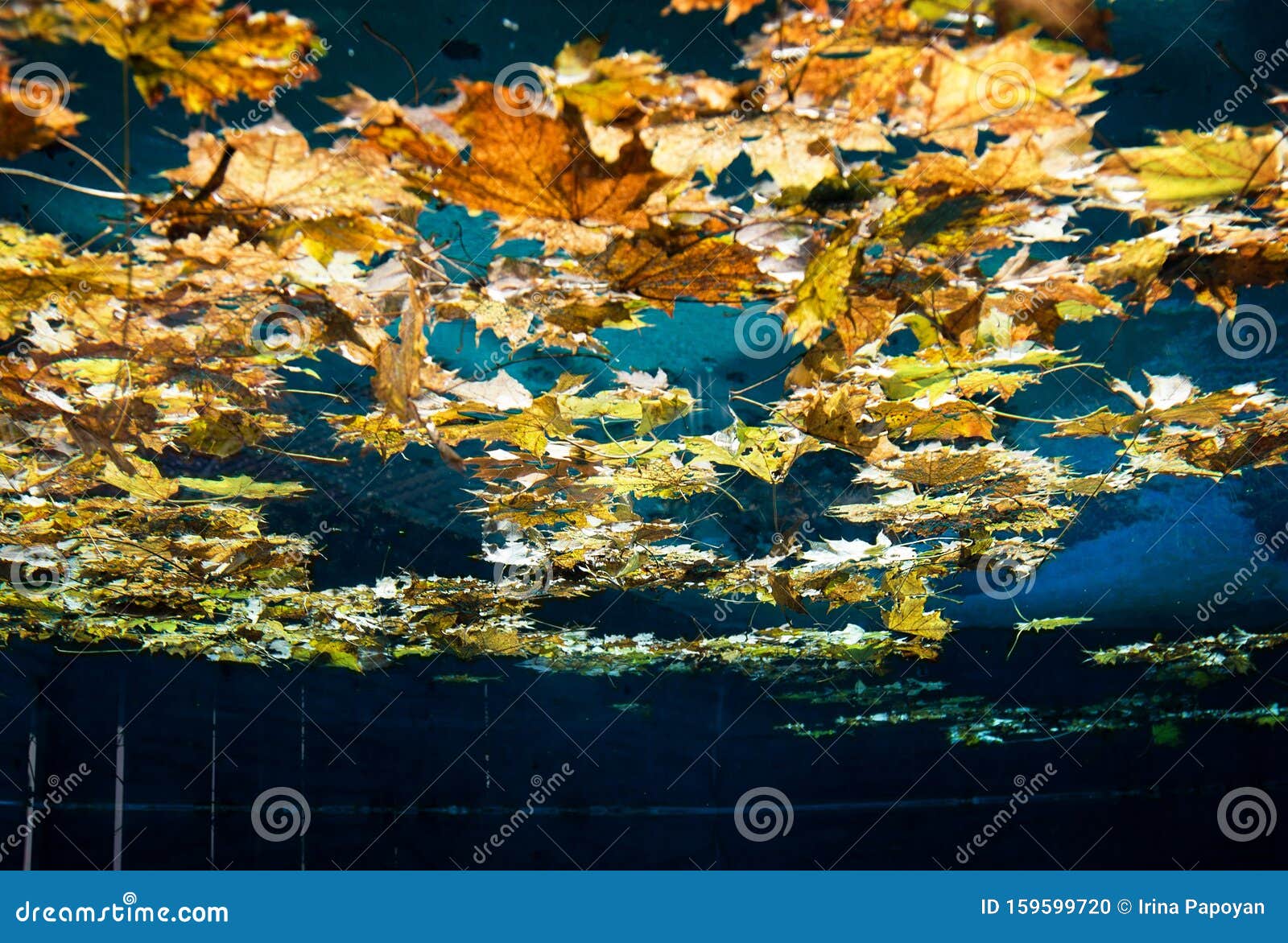 Autumn Leaves in Swimming Pool. Bottom View Stock Photo - Image of ...