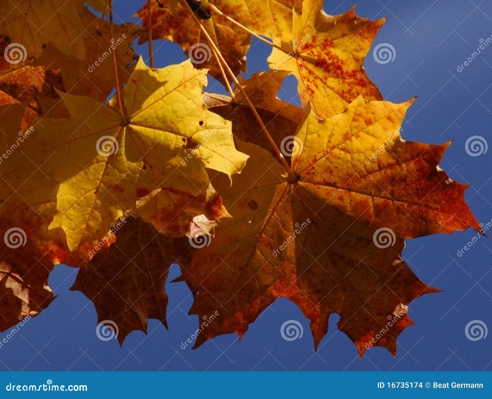 Autumn Leaves in Switzerland Stock Photo - Image of autumn, leaves ...